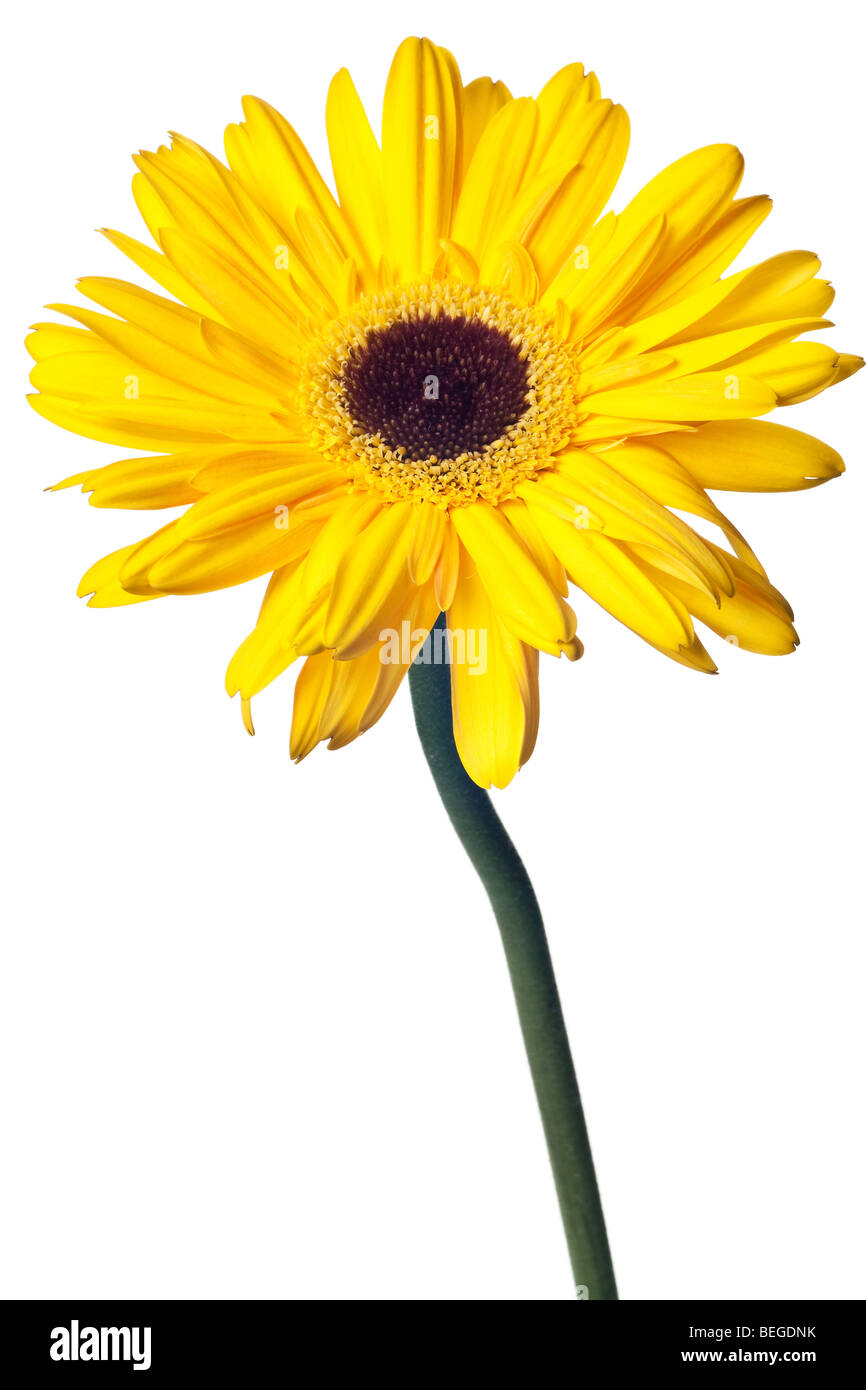daisy isolated on a pure white background Stock Photo - Alamy