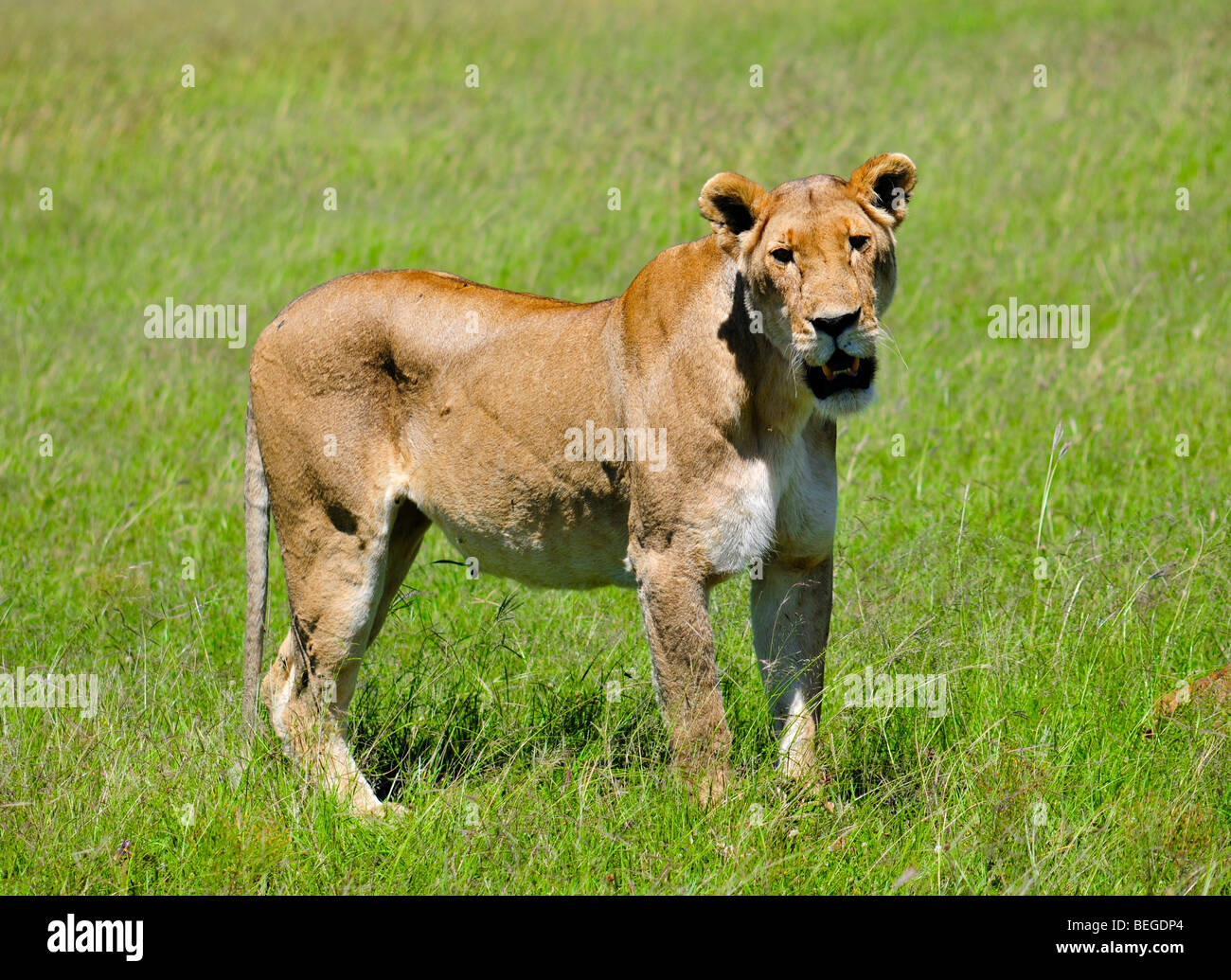 Giant Liger Standing