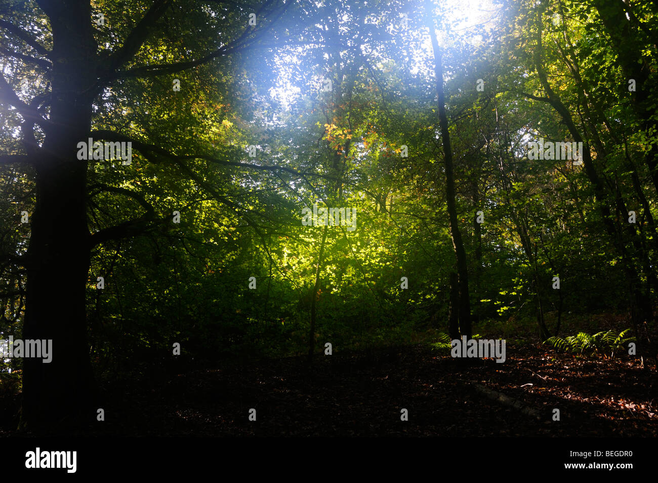 Stock photo of a dark forest with shafts of light lighting up the trees ...