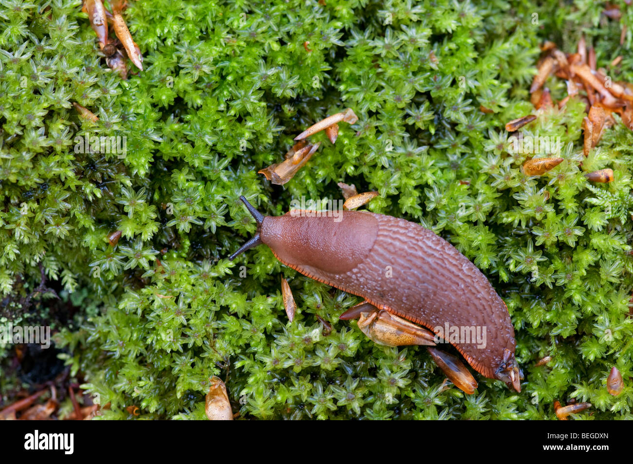 Large Black Slug (Orange form) Arion ater agg Stock Photo - Alamy
