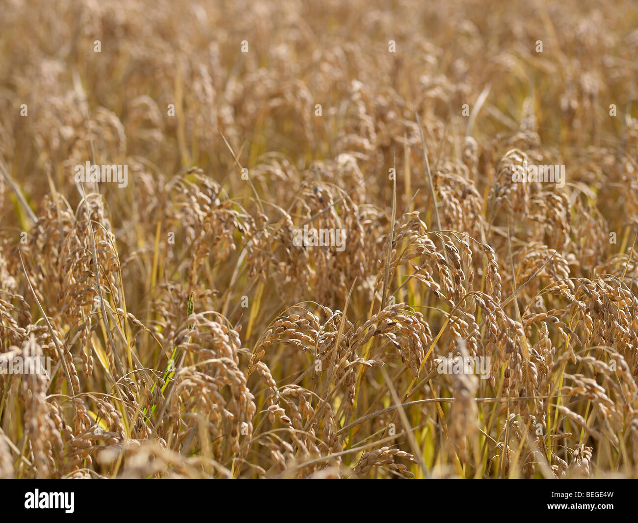 Rice in Camargue, Provence, France Stock Photo - Alamy