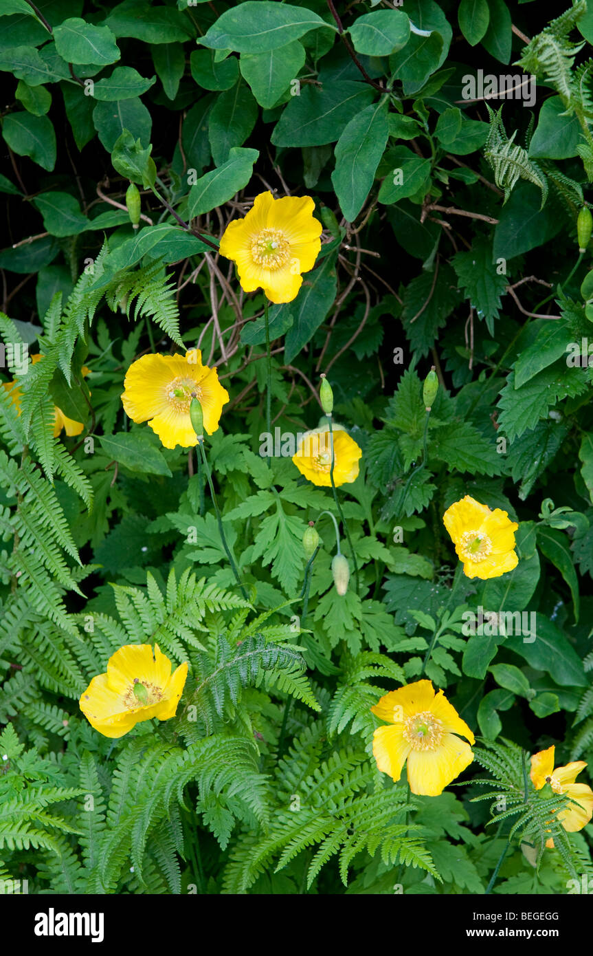 Welsh Poppy: Meconopsis cambrica, Snowdonia, Wales Stock Photo - Alamy