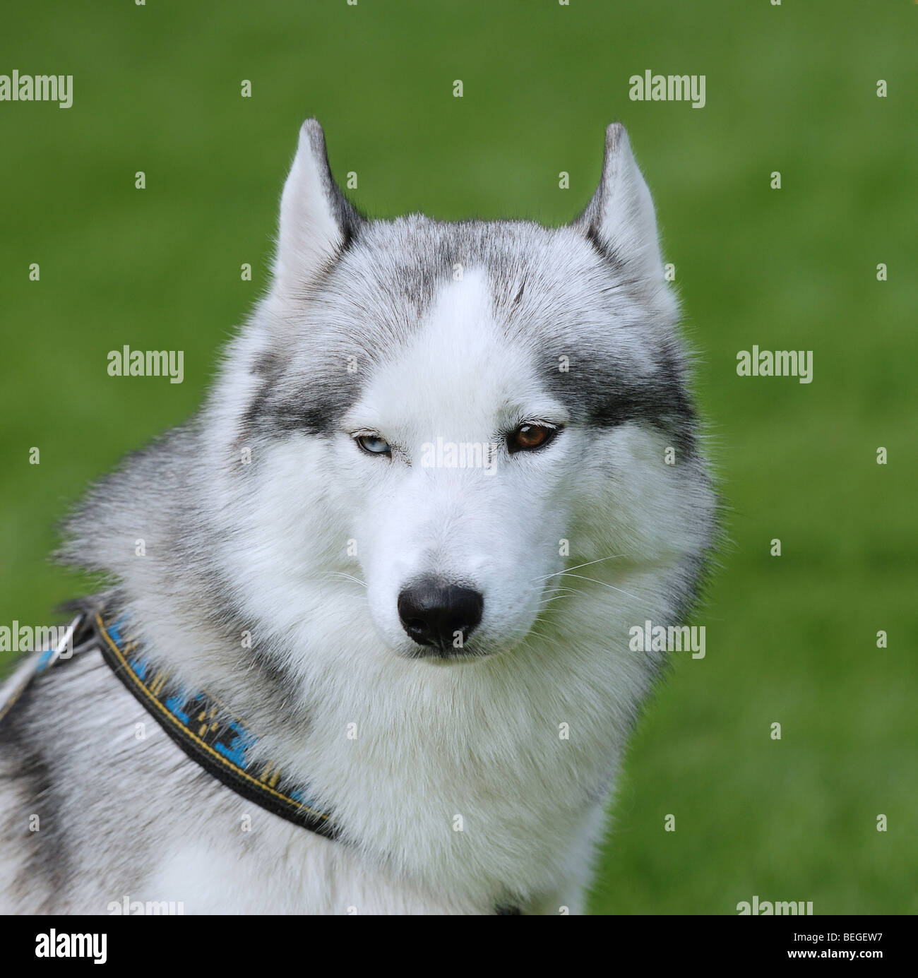 Husky dog portrait on green background (lawn Stock Photo - Alamy