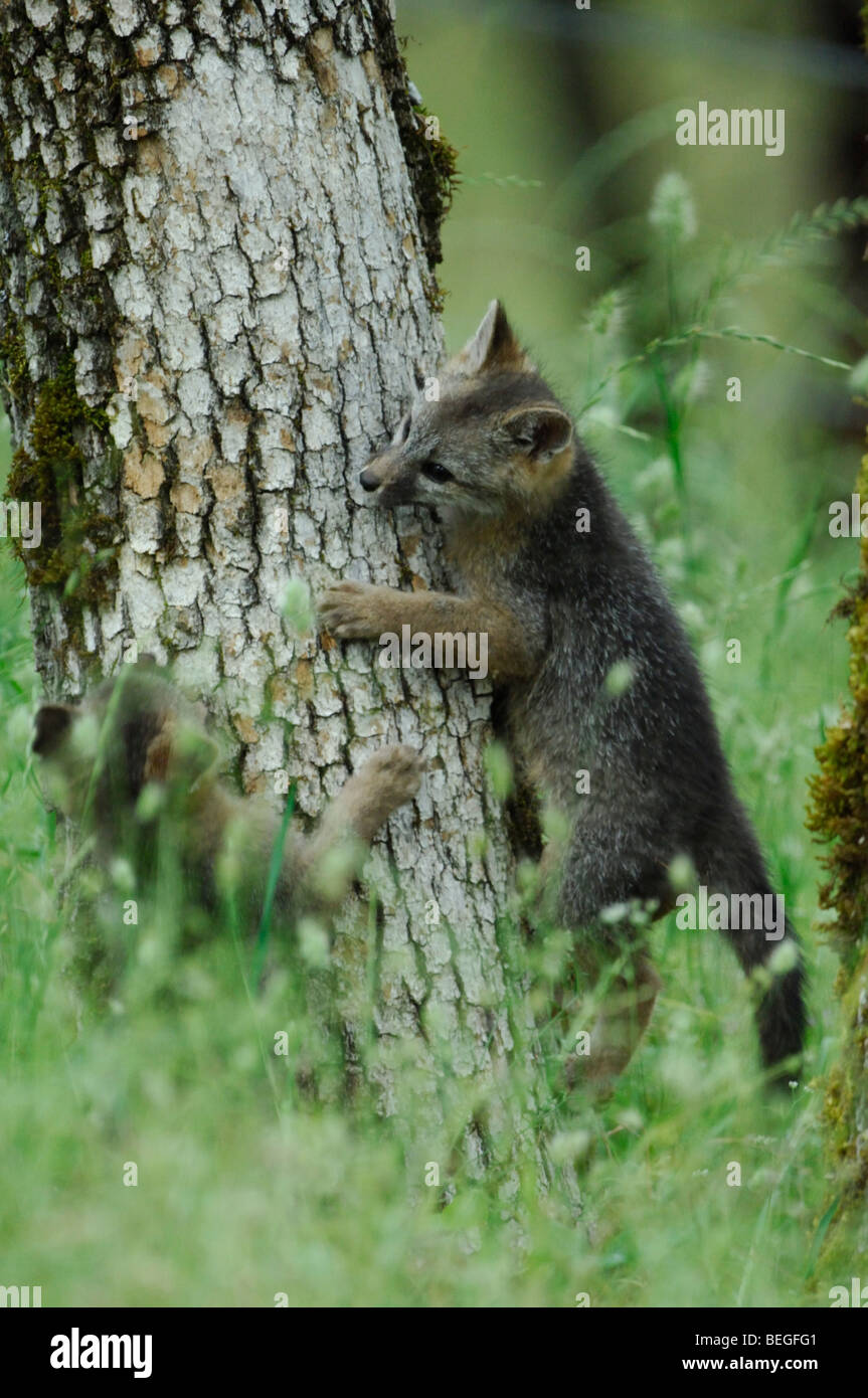 Gray fox (Urocyon cinereoargenteus) kit climbing tree Stock Photo - Alamy