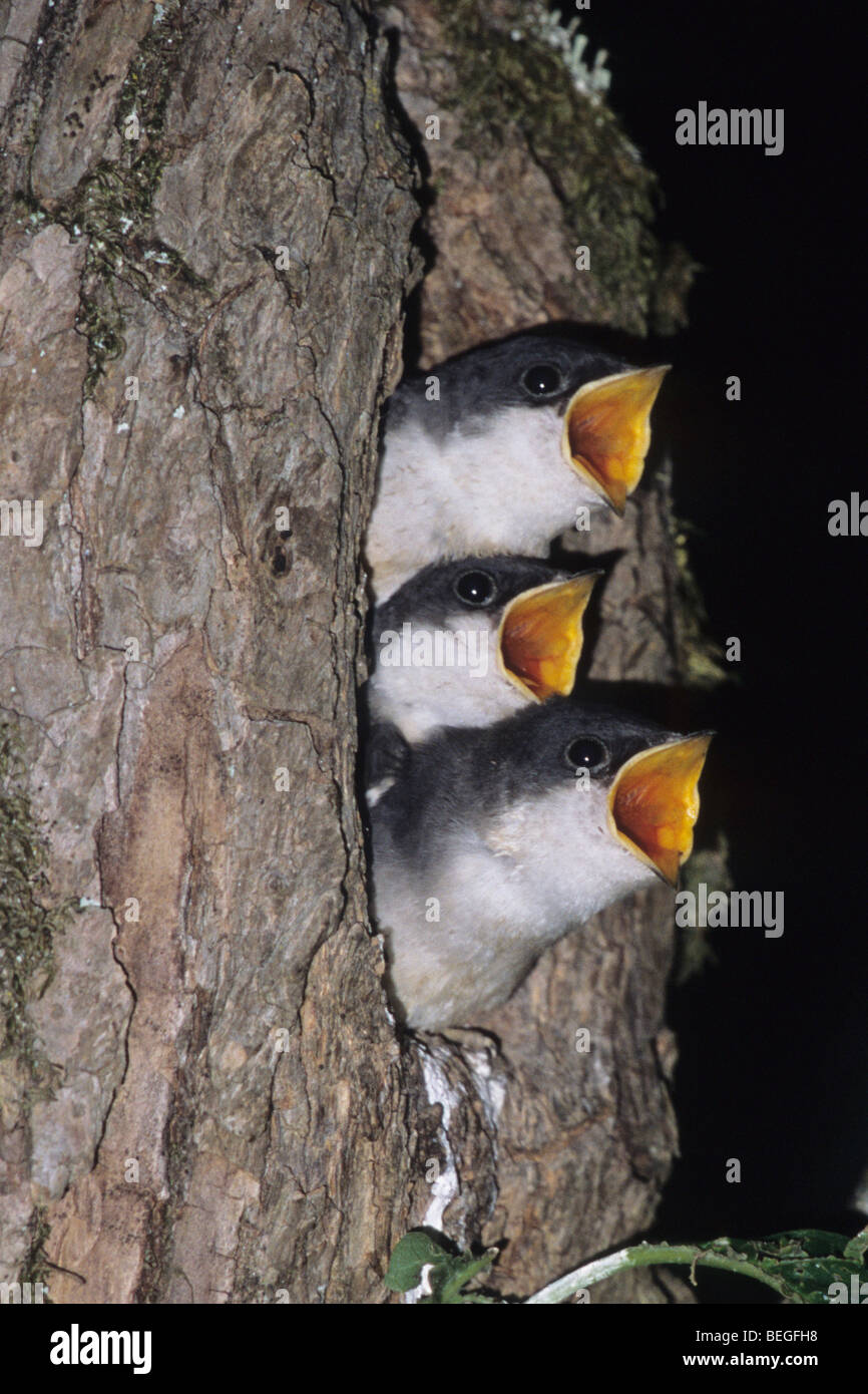 Tree swallow (Tachycineta bicolor) nest Stock Photo - Alamy