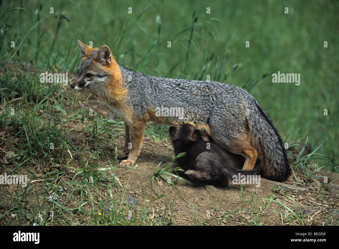 Fox mother pup nursing animal animals hi-res stock photography and ...