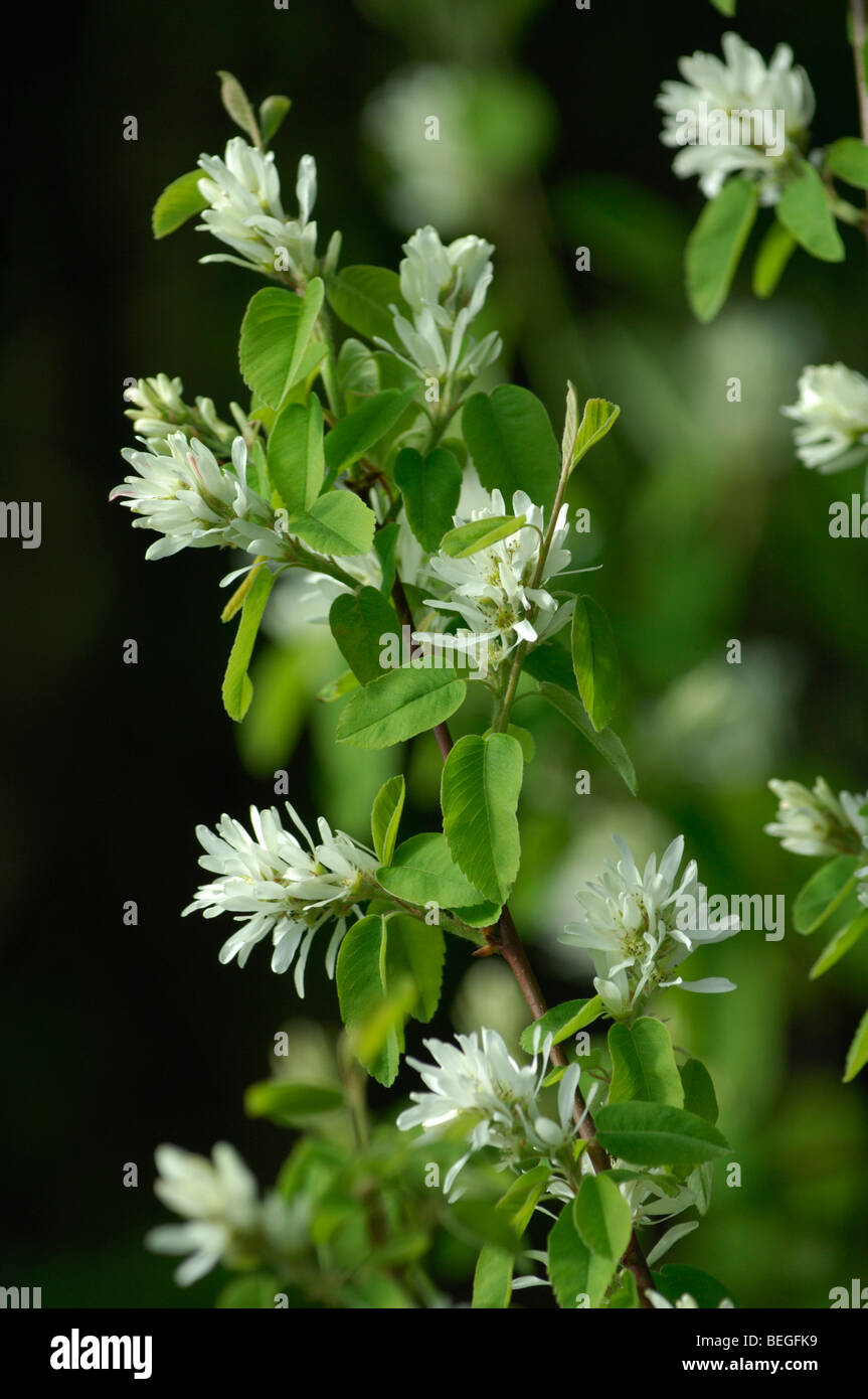 Indian plum (Oemleria cerasiformis Stock Photo - Alamy