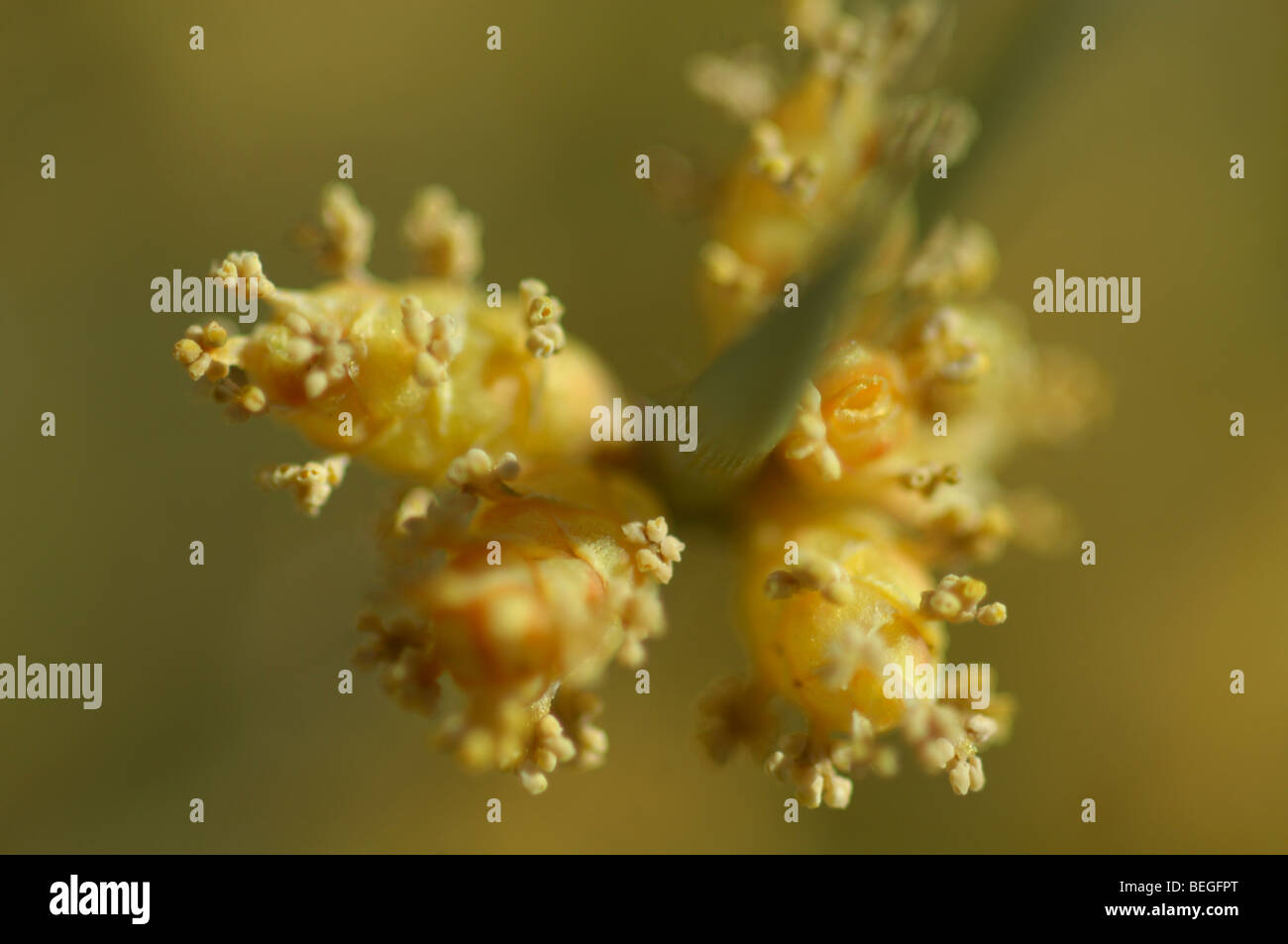 Ephedra High Resolution Stock Photography and Images - Alamy