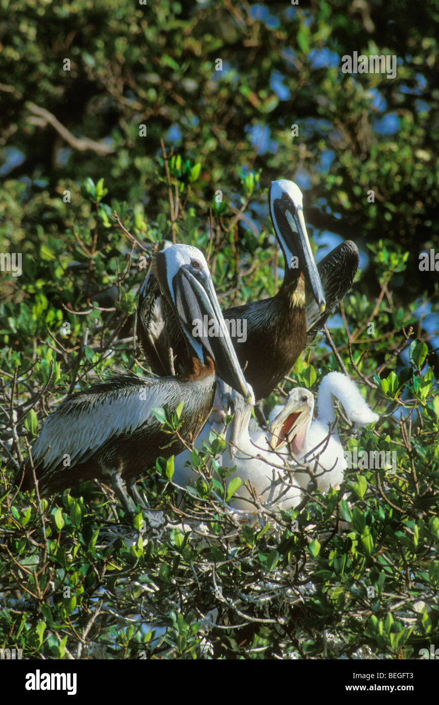 Brown pelican, adults with young on nest (Pelecanus occidentalis Stock ...