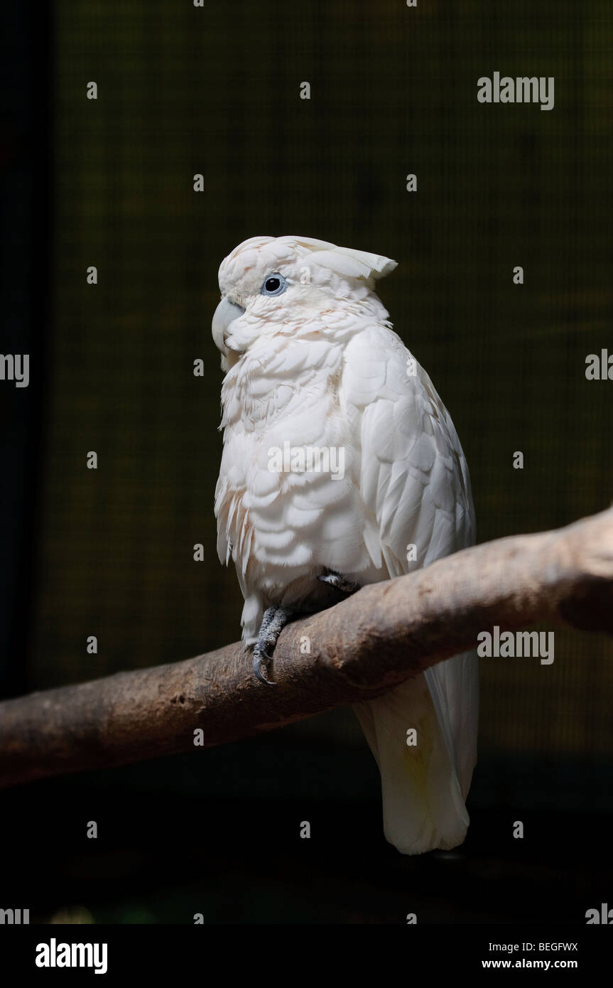 Cockatoo white background hi-res stock photography and images - Alamy