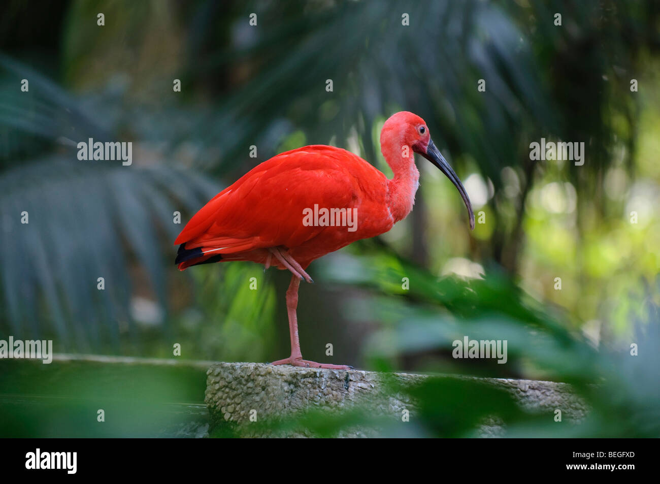 Scarlet Ibis standing on one leg on a background of trees Stock Photo ...