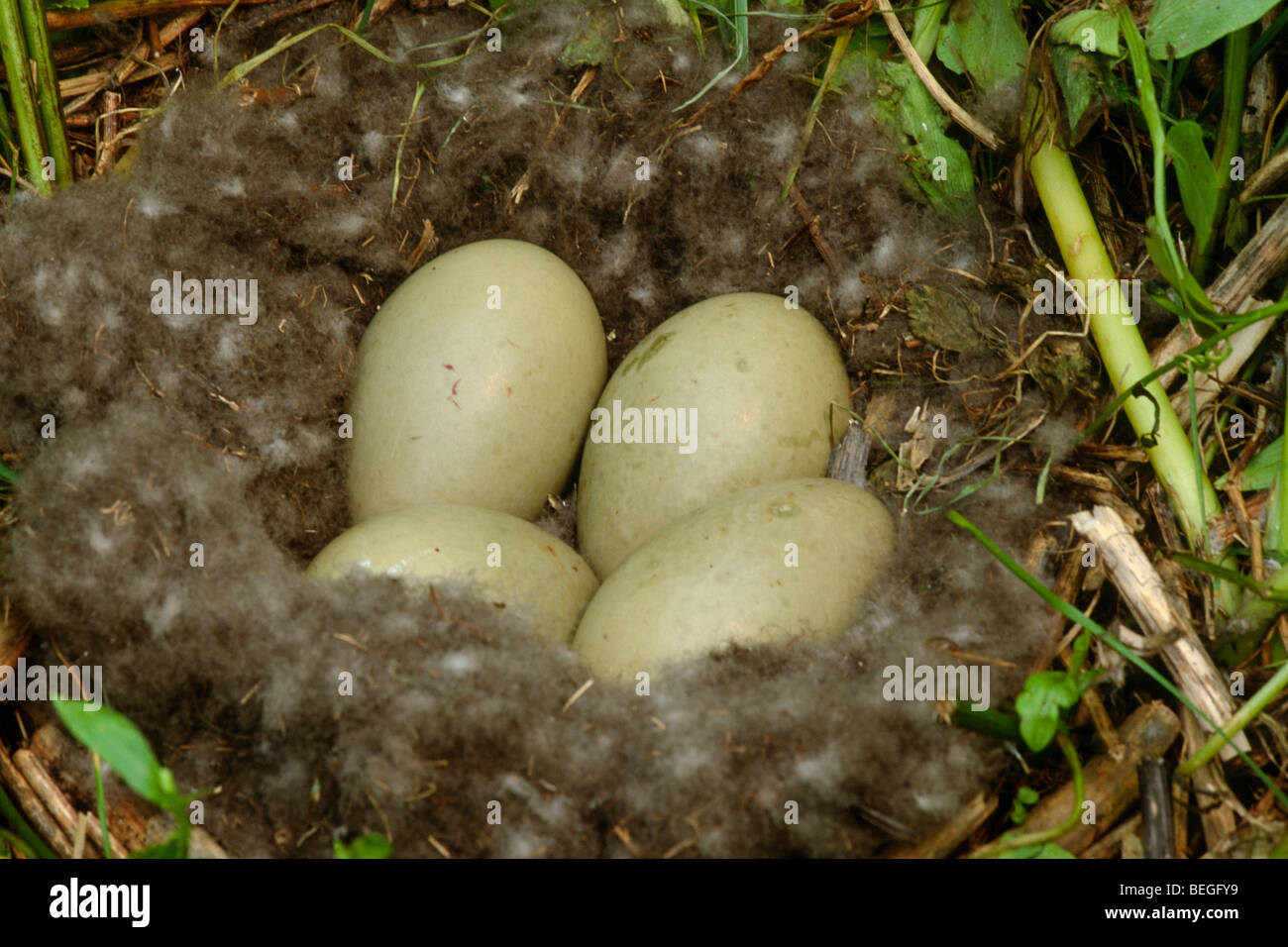 Common eider duck nest (Somateria mollisima Stock Photo - Alamy