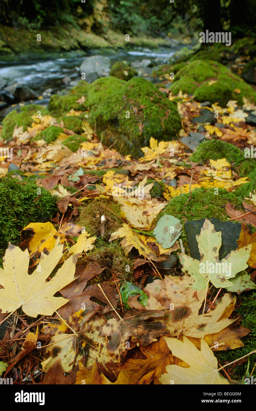 Fall leaves, bigleaf maple Stock Photo - Alamy