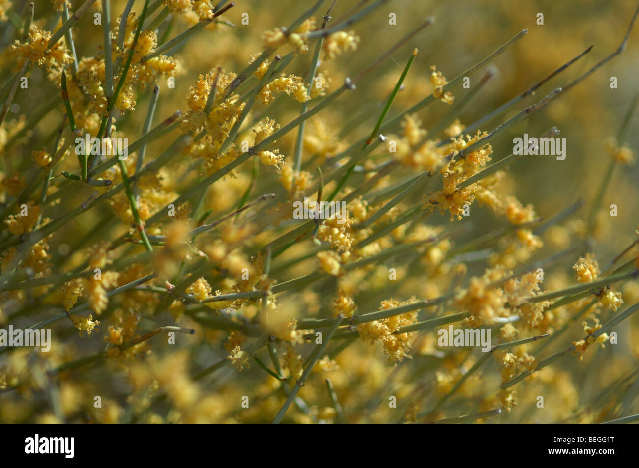 Ephedra flower hi-res stock photography and images - Alamy