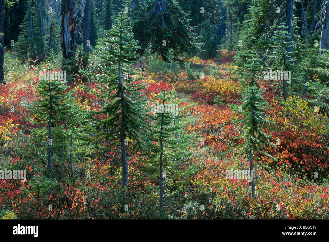 Fall color in forest Stock Photo - Alamy