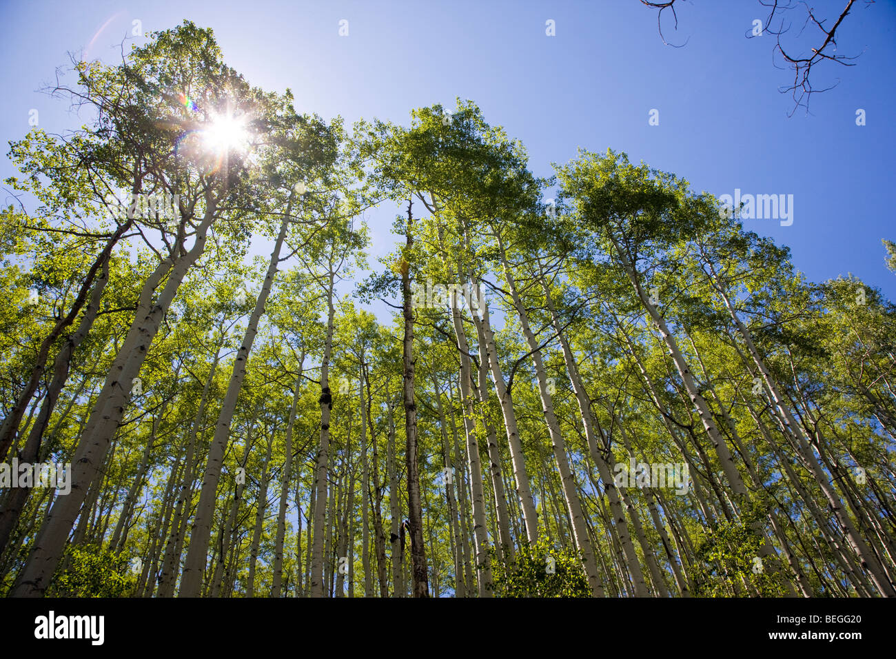 Aspen trees in summertime, Kebler Pass, Colorado, USA Stock Photo - Alamy