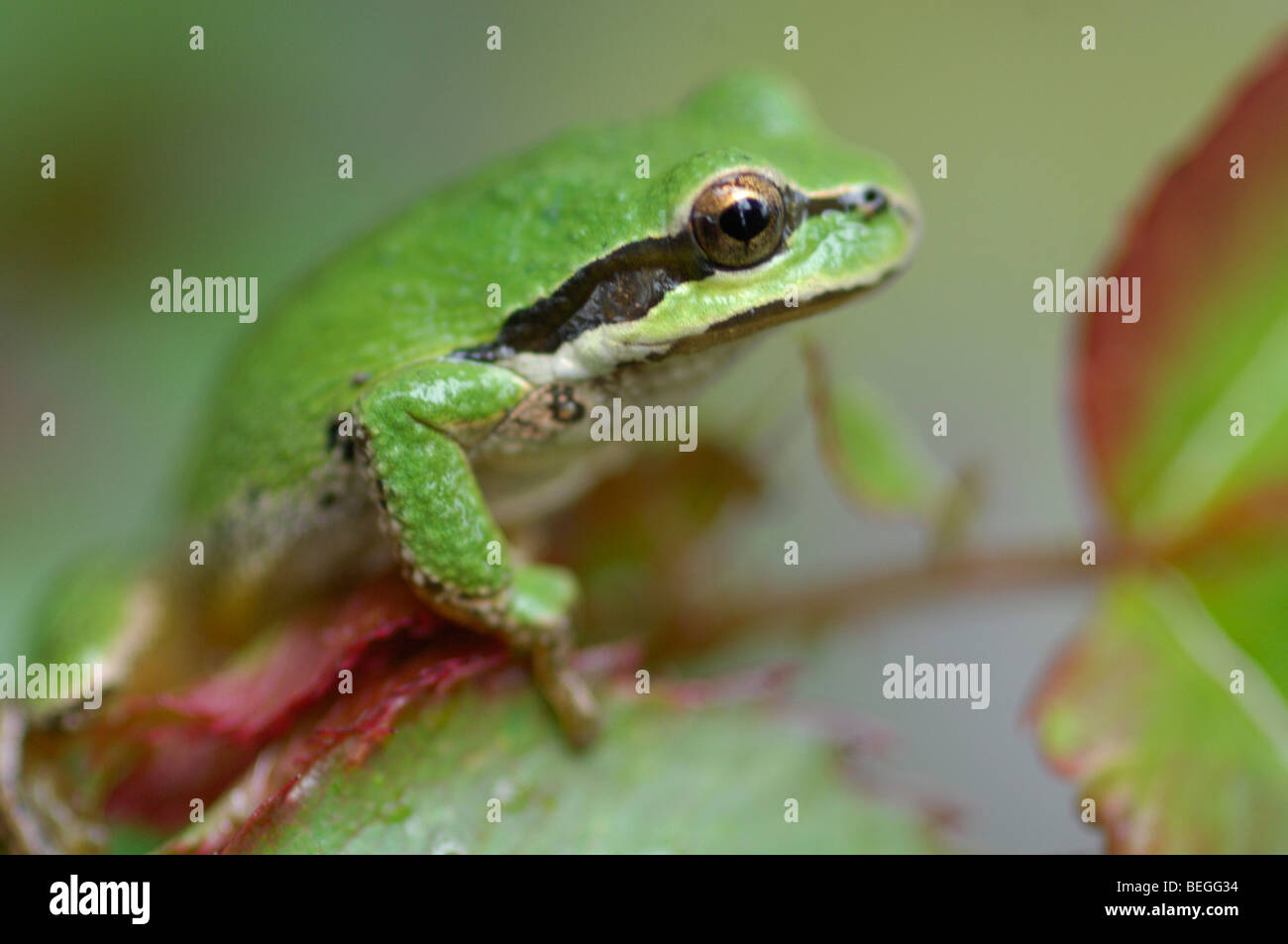Pacific treefrog (Hyla regilla Stock Photo - Alamy