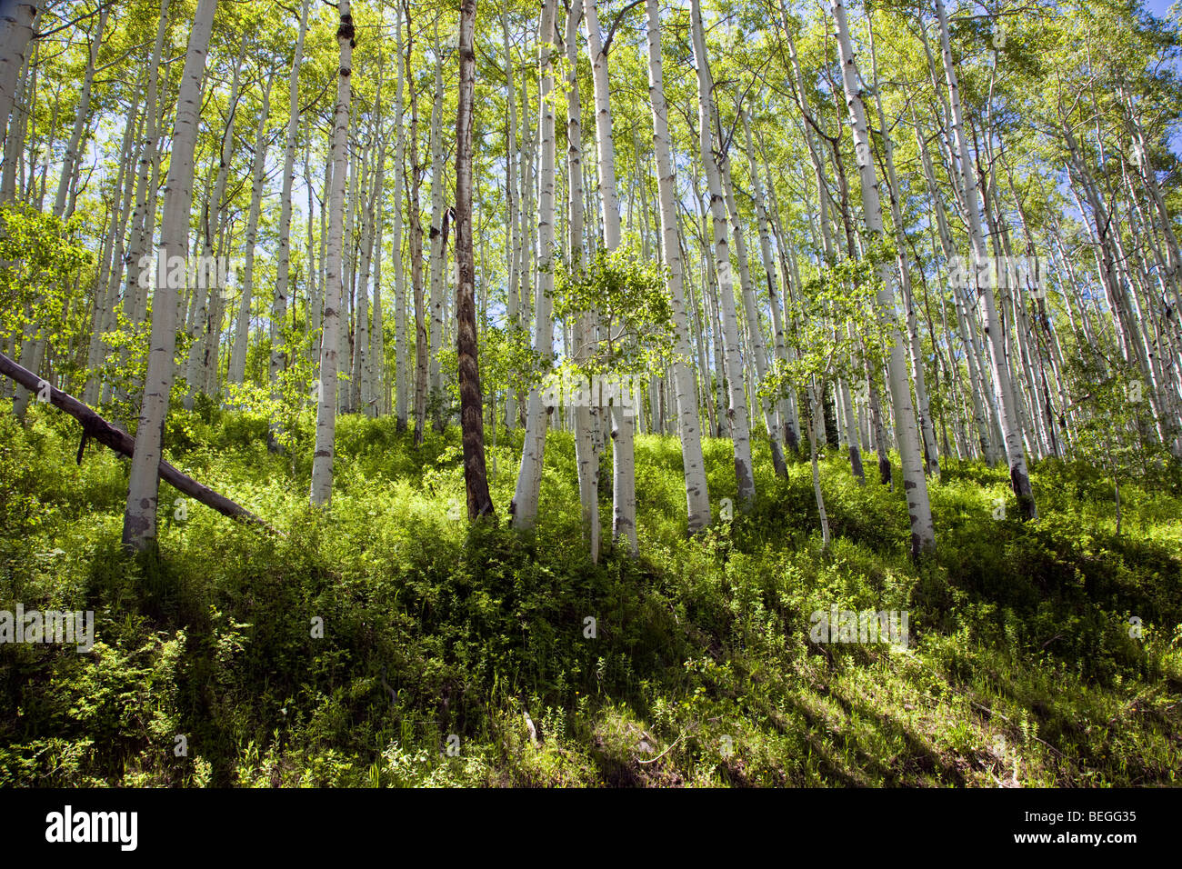 Aspen colorado summer hi-res stock photography and images - Alamy