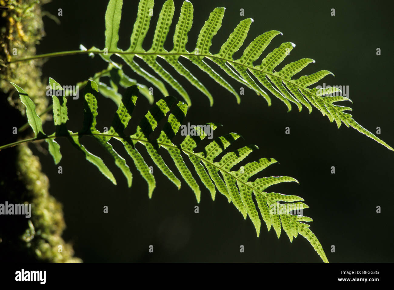 Licorice fern hi-res stock photography and images - Alamy