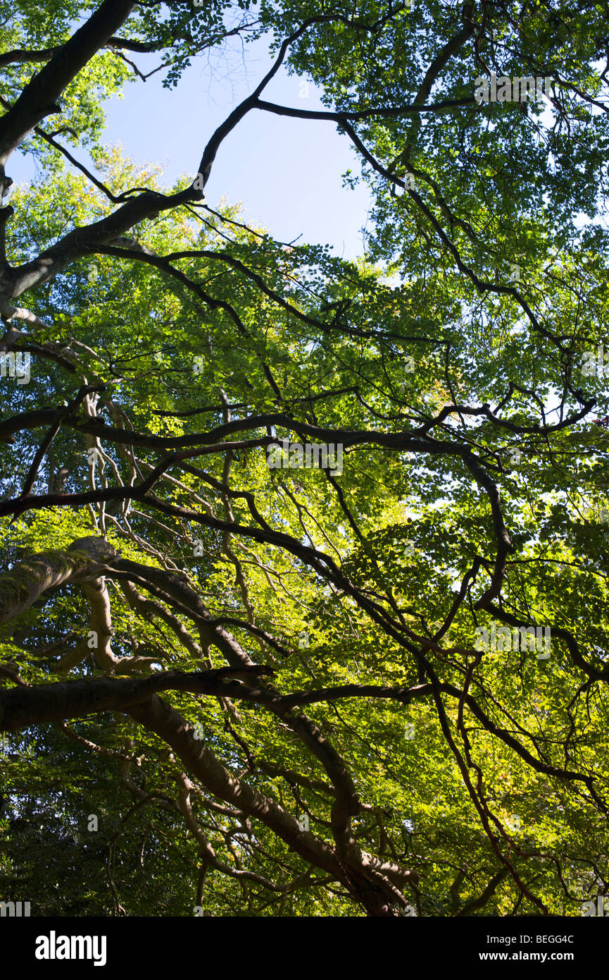 Mortimer forest hi-res stock photography and images - Alamy