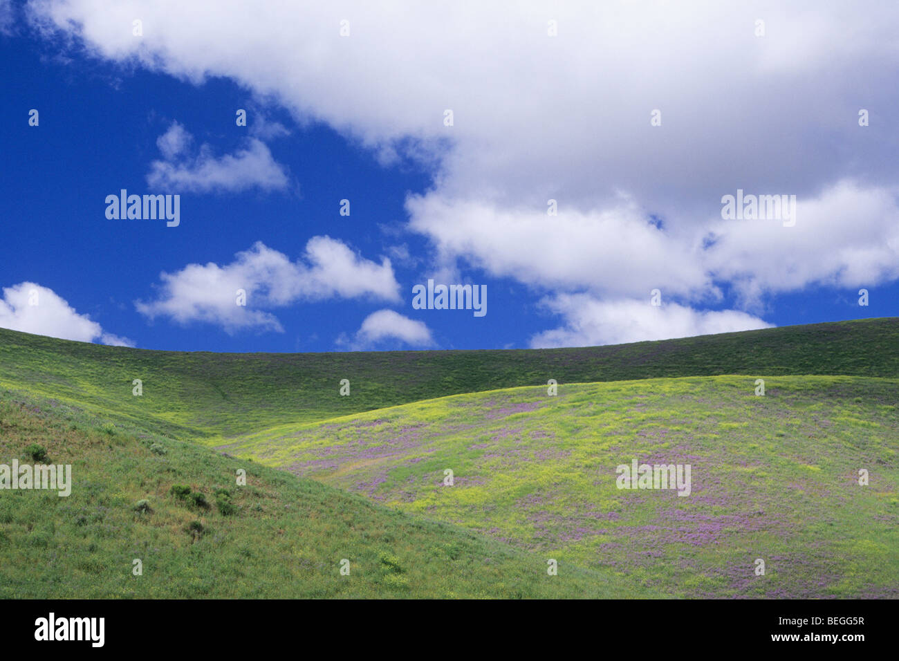 Grassland, Spring season Stock Photo - Alamy