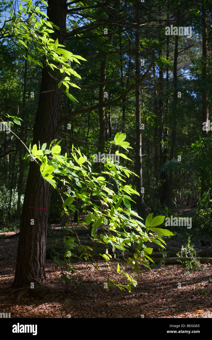 Mortimer forest hi-res stock photography and images - Alamy