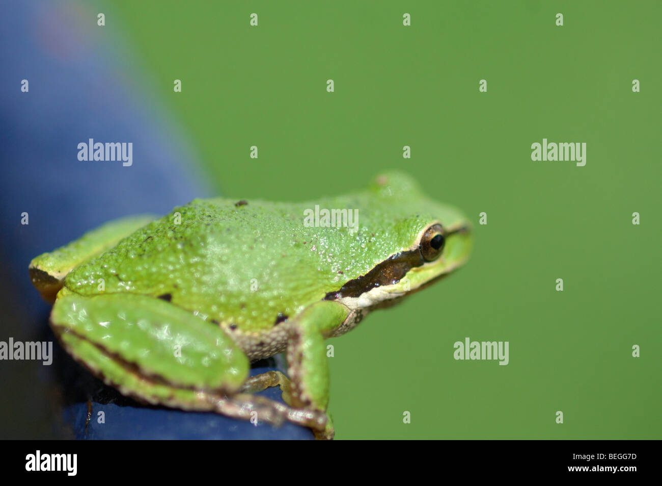 Hylids hi-res stock photography and images - Alamy