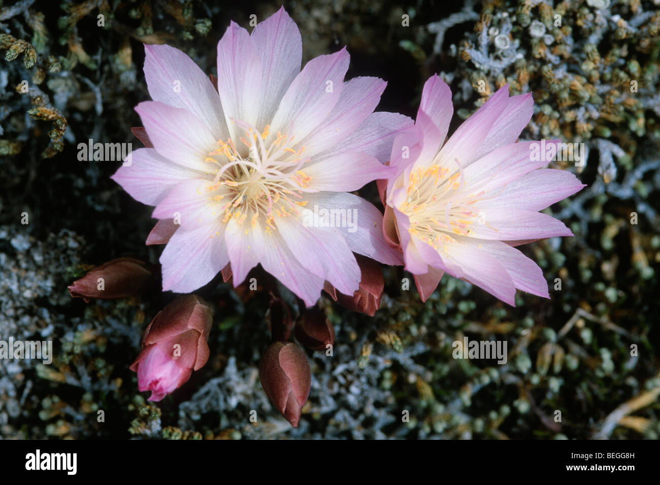 Bitteroot flowers (Lewisia rediviva Stock Photo - Alamy