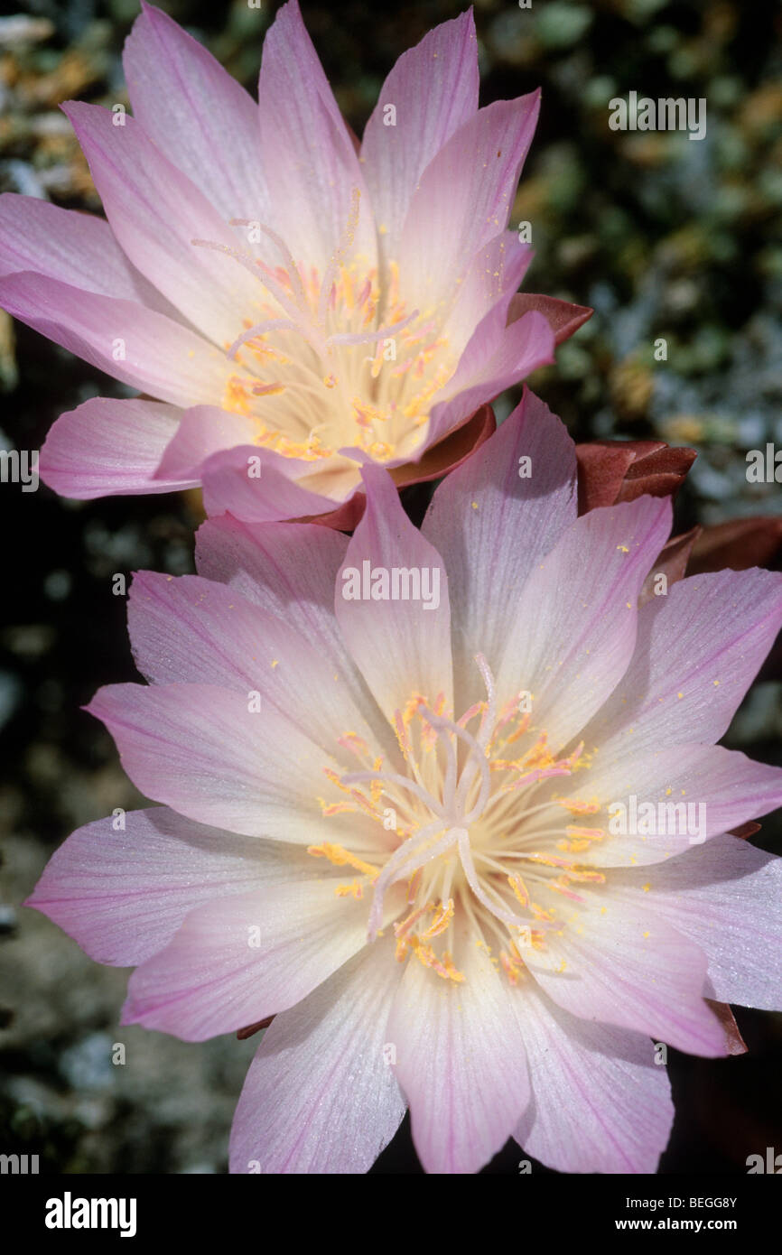 Lewisia rediviva hi-res stock photography and images - Alamy