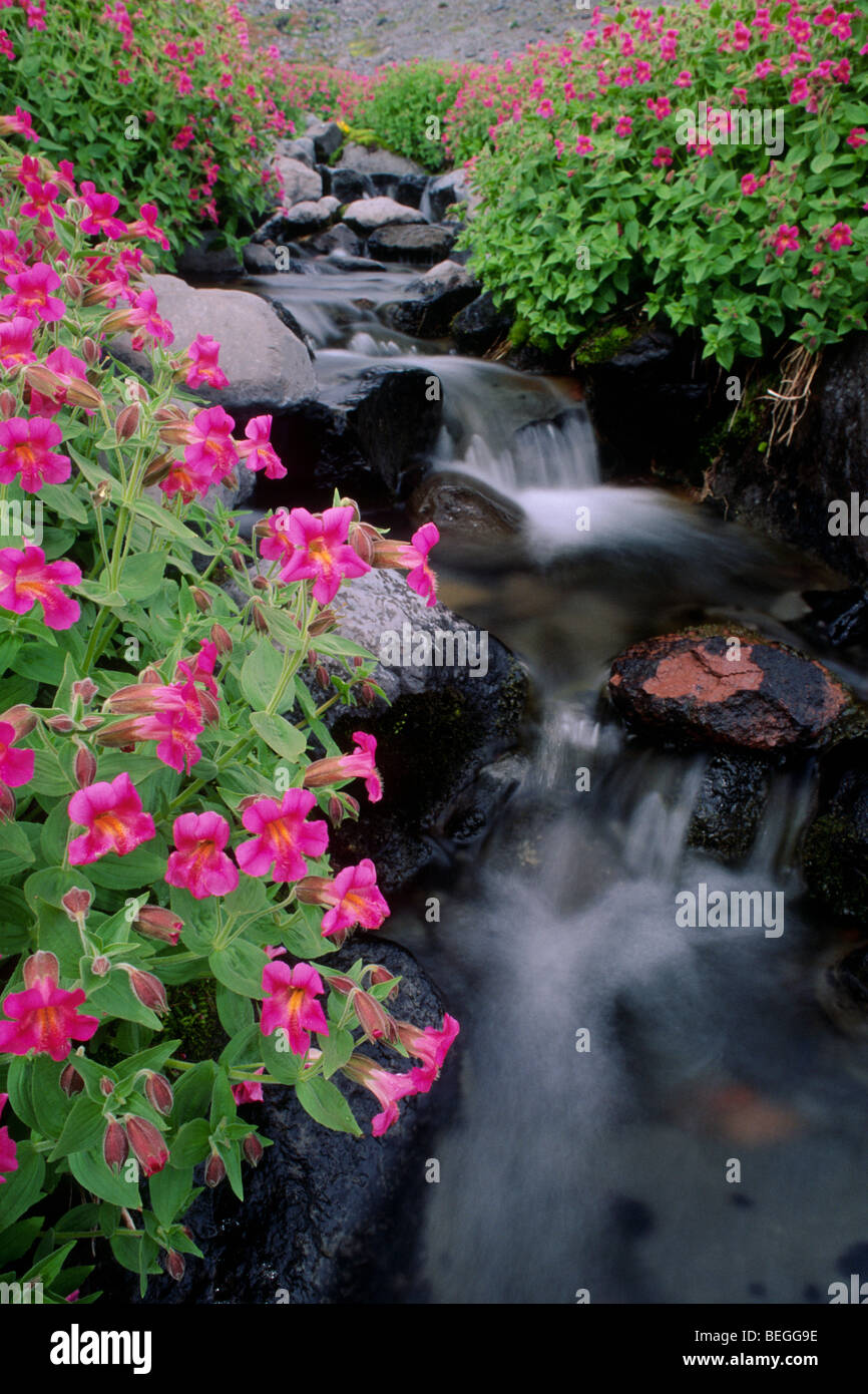 Lewis's monkeyflowers (Mimulus lewisii), along stream Stock Photo - Alamy