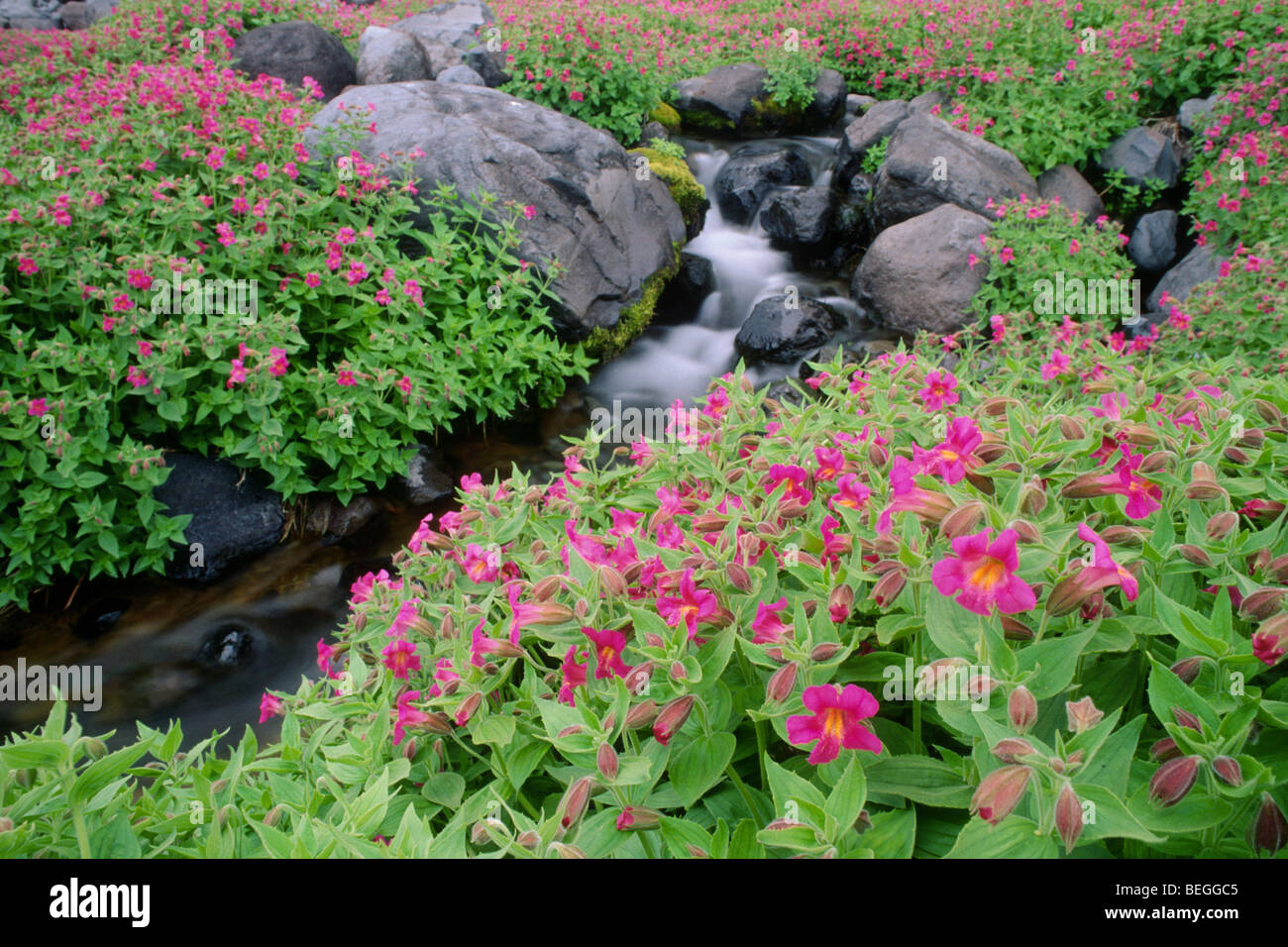 Lewis's monkeyflowers (Mimulus lewisii), along stream Stock Photo - Alamy