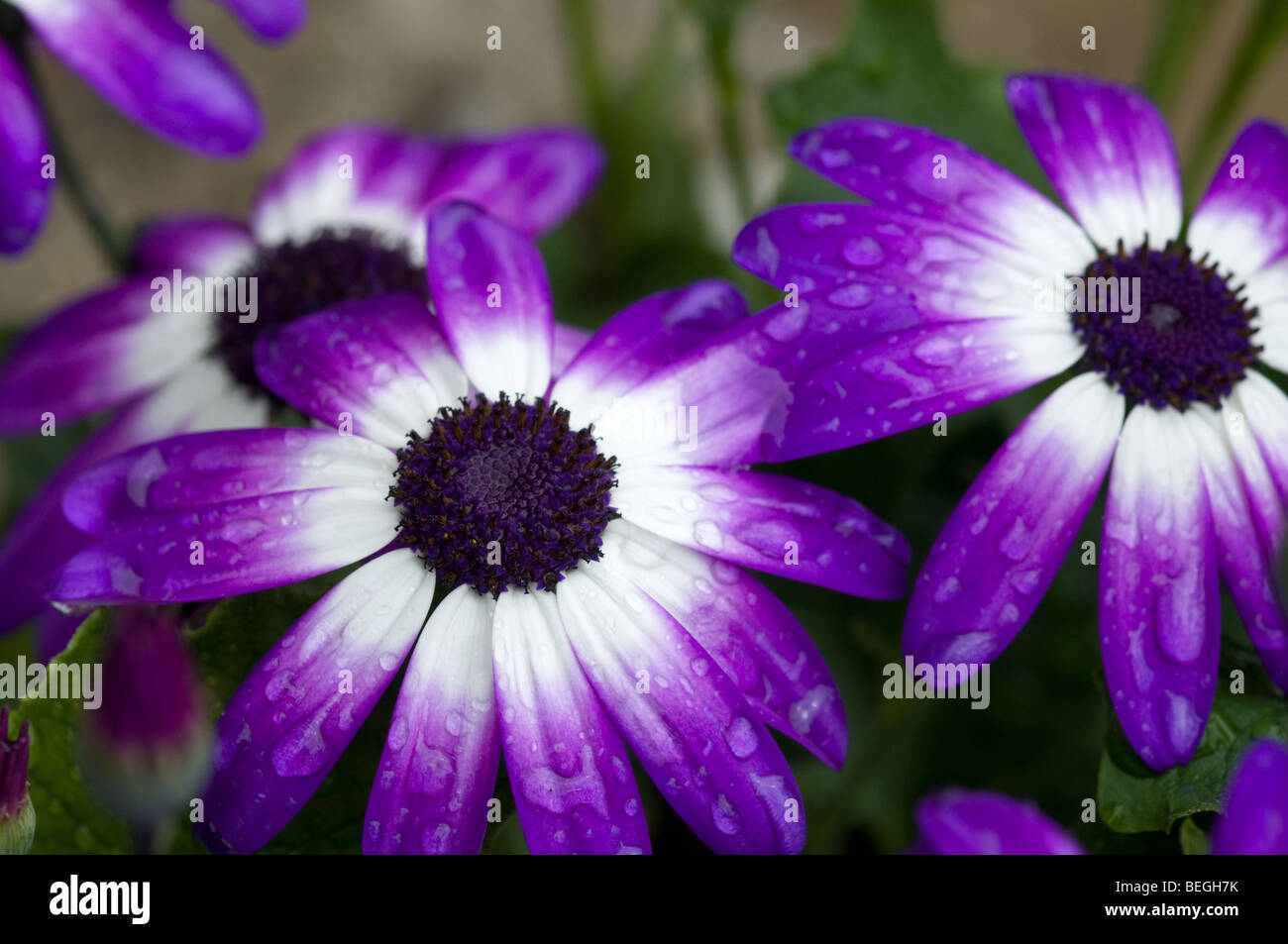 Violet senetti hi-res stock photography and images - Alamy