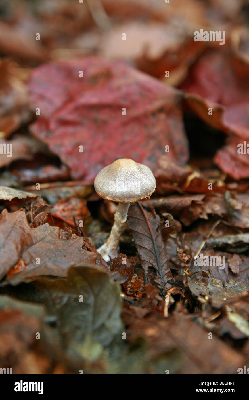Fungal organism hi-res stock photography and images - Alamy