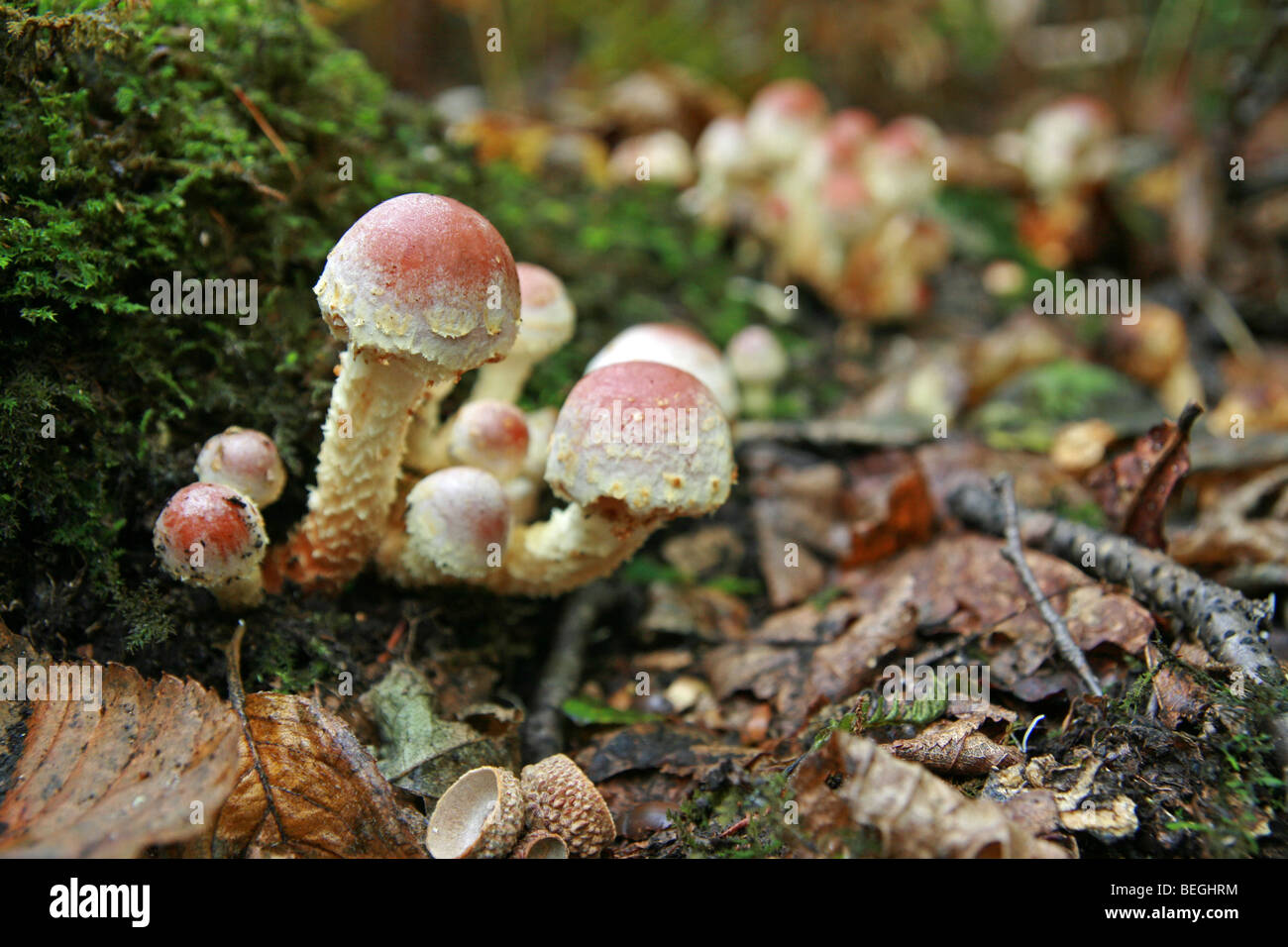 Brick Cap Mushroom also known as Brick Tuft, Hypholoma sublateritium or ...