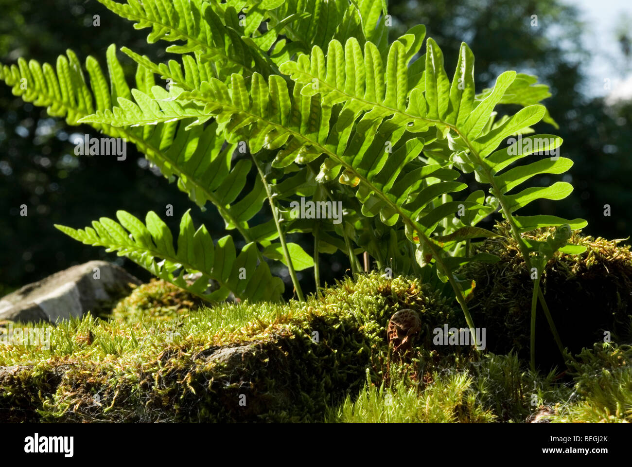Polypody hi-res stock photography and images - Alamy