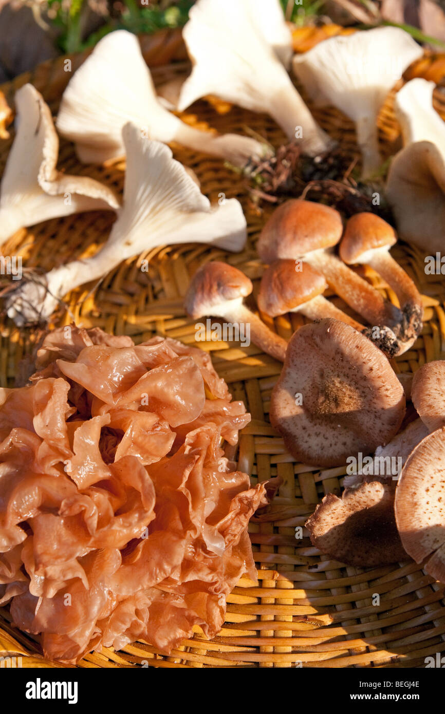 Fungal forage hi-res stock photography and images - Alamy