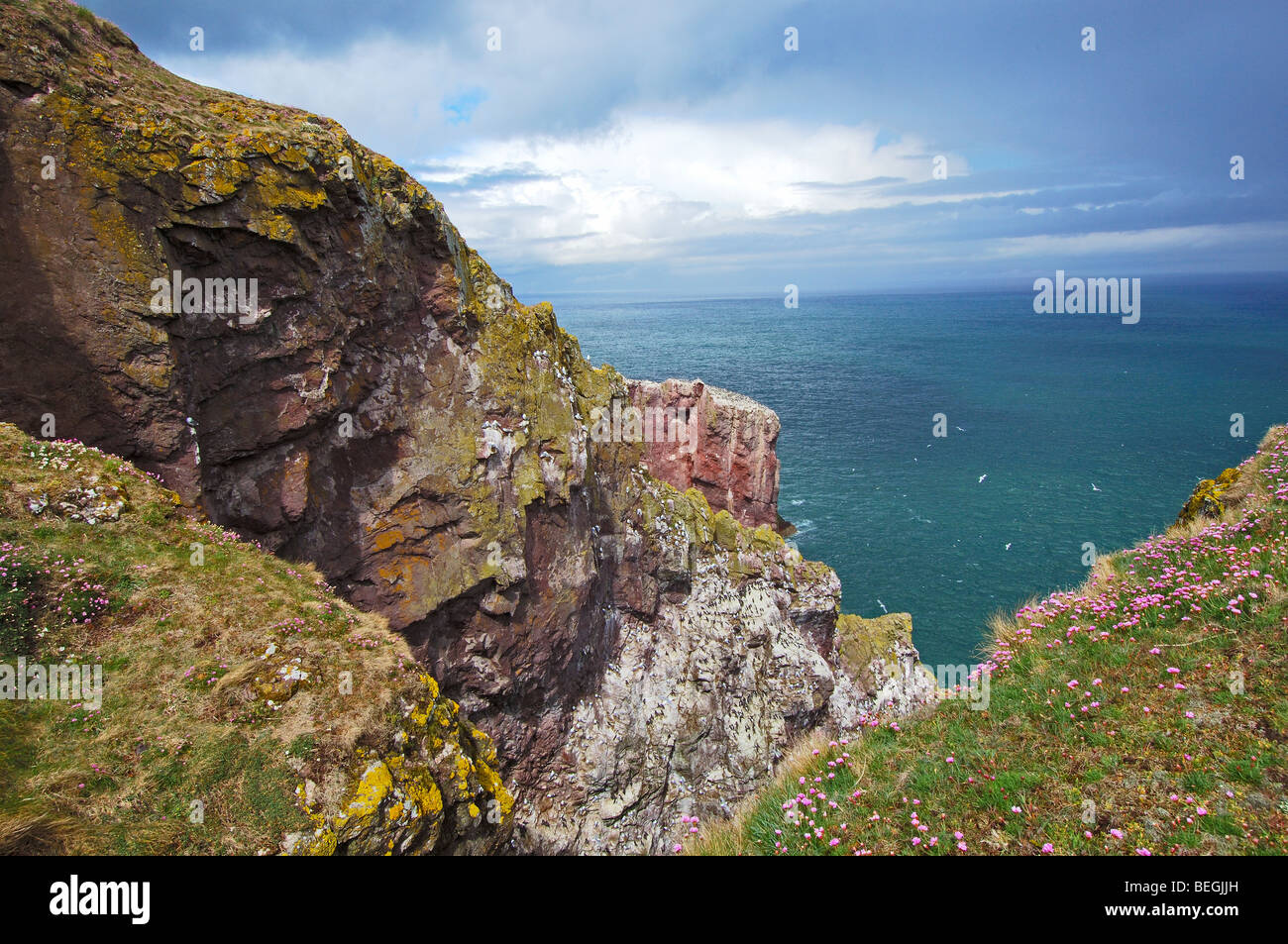 St Abb´s Head Cliffs . Birds sanctuary. Scottish Borders. Scotland. U.k ...