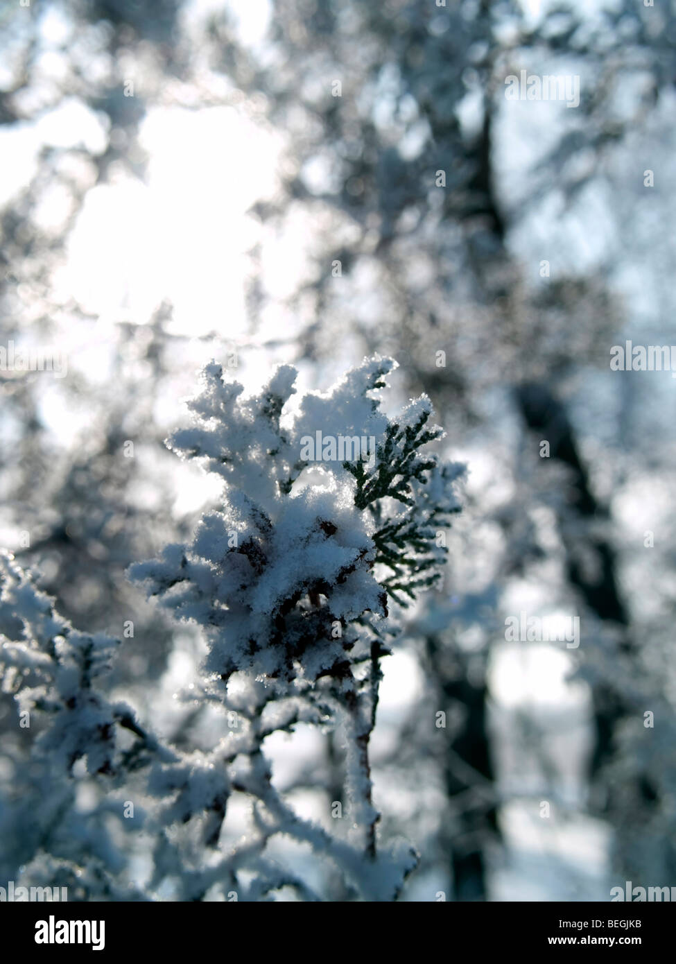 Winter snow on branch of tree close-up Stock Photo - Alamy