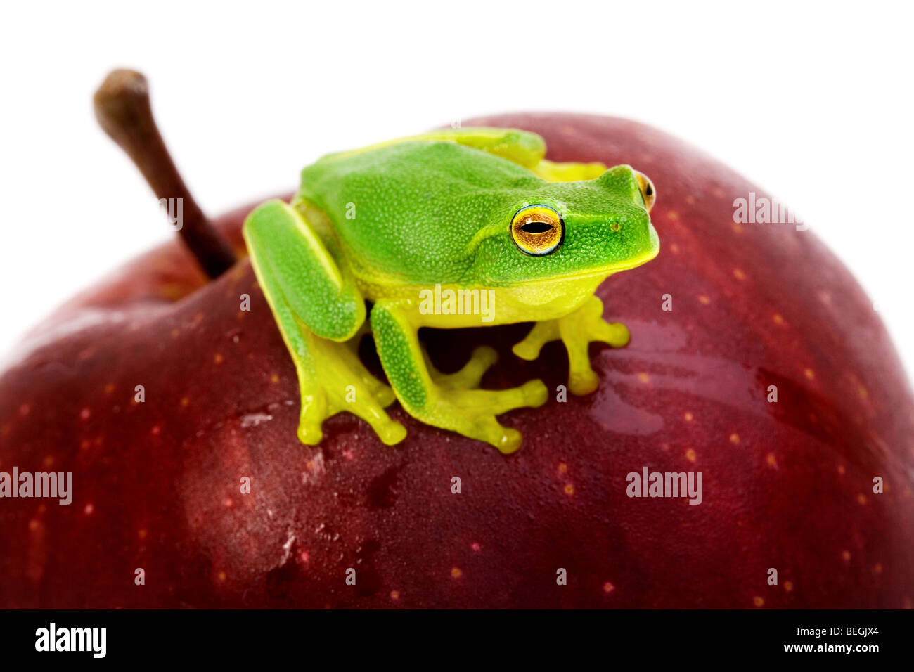 Small green tree frog sitting on red apple Stock Photo - Alamy