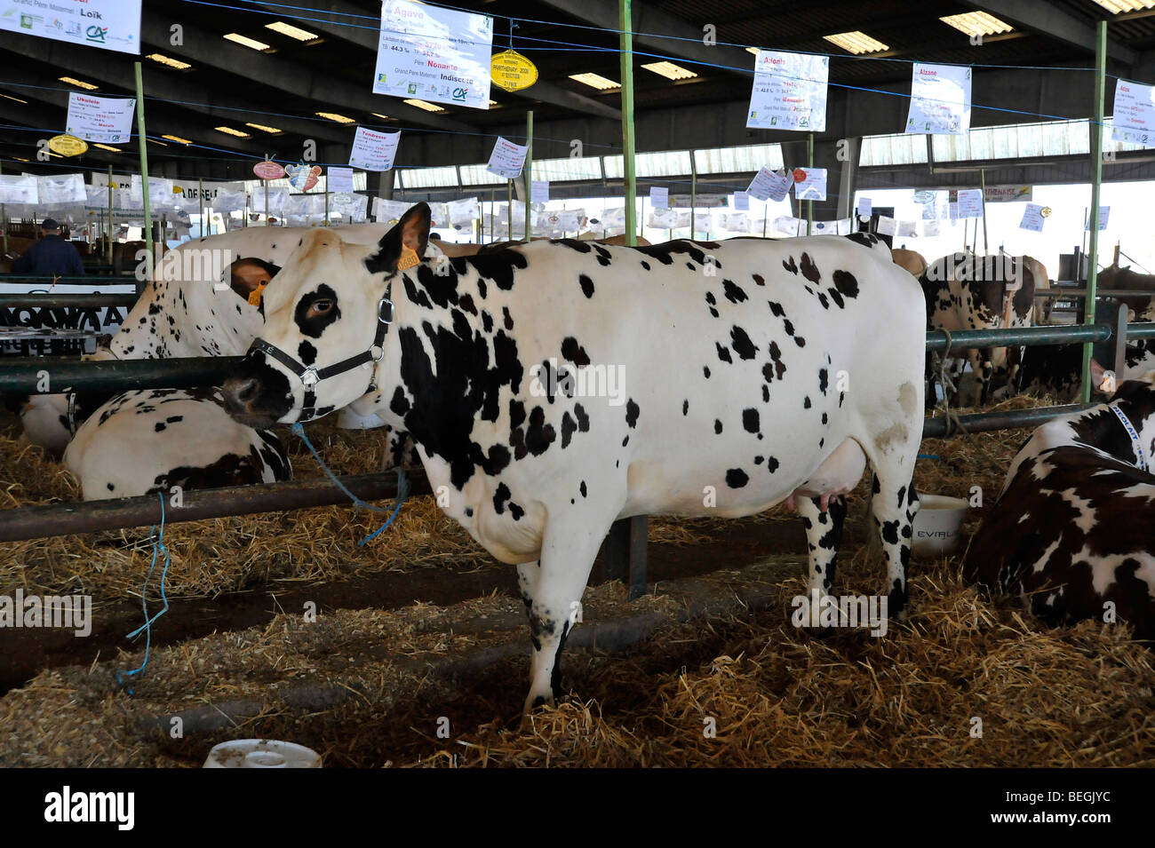 Normand cow breed hi-res stock photography and images - Alamy