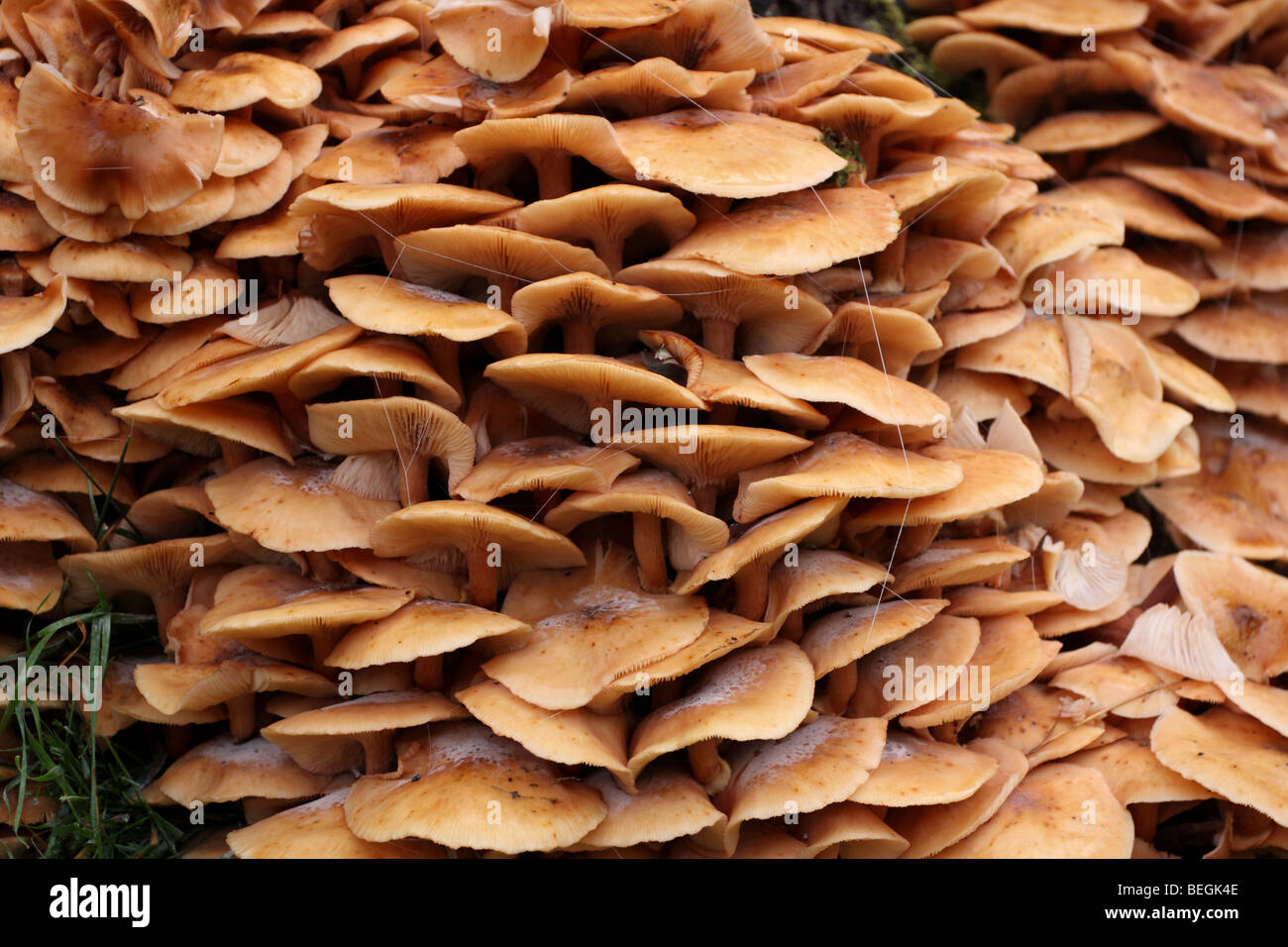 A mass of fungus on an old tree stump Stock Photo - Alamy
