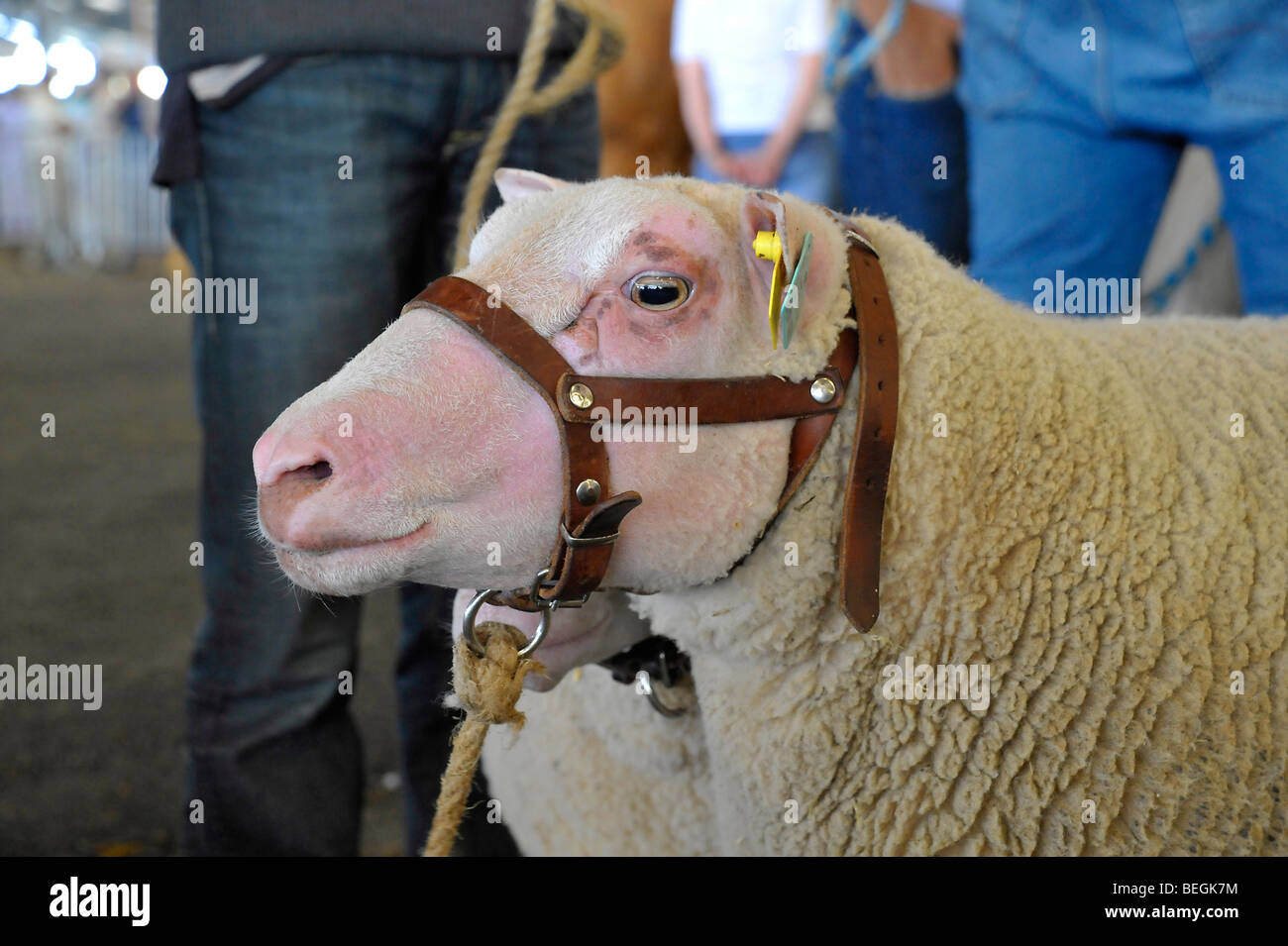 Prize sheep on display at agriculture show in Parthenay, Deux-Sevres ...