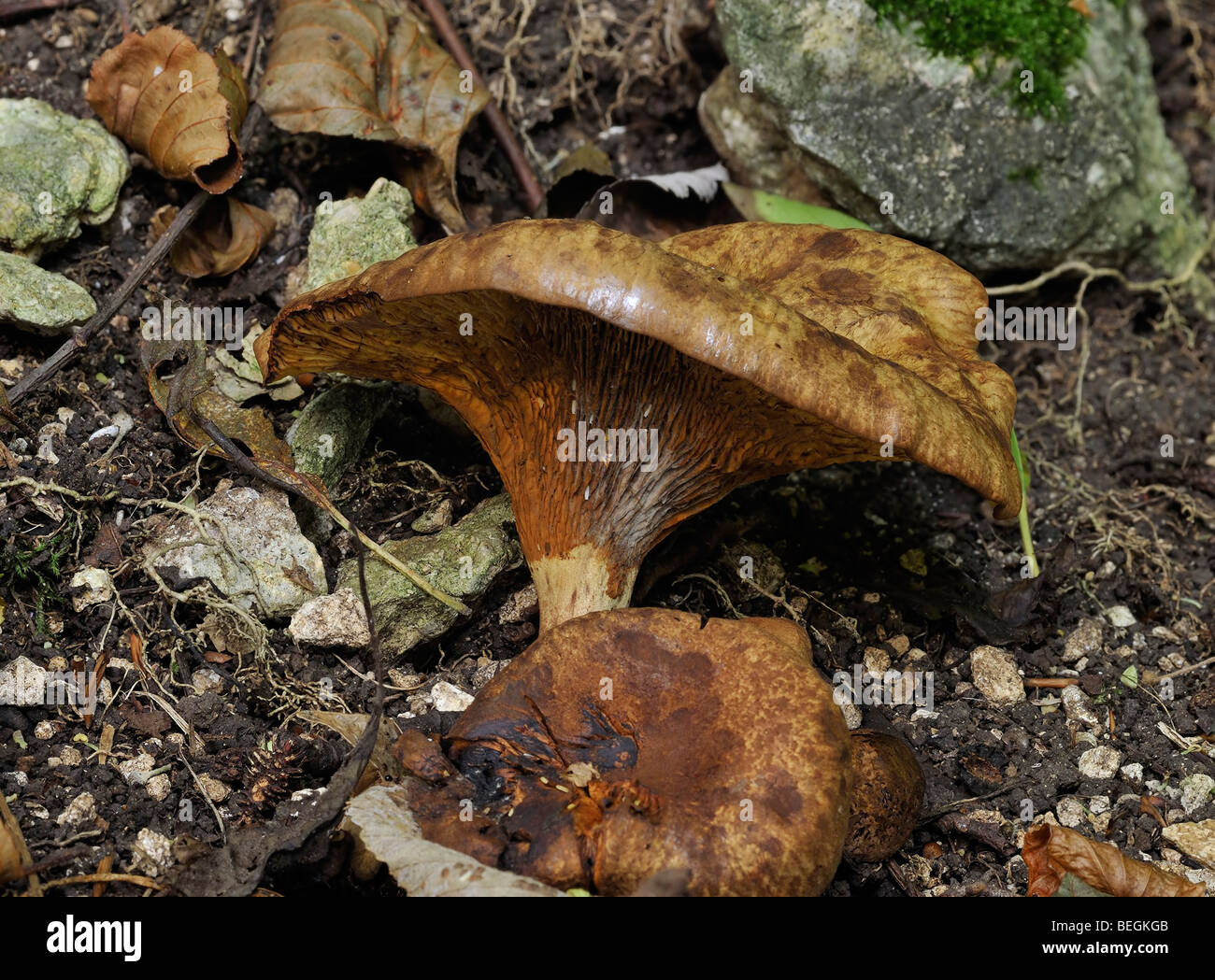 Brown roll rim fungus paxillus involutus hi-res stock photography and ...