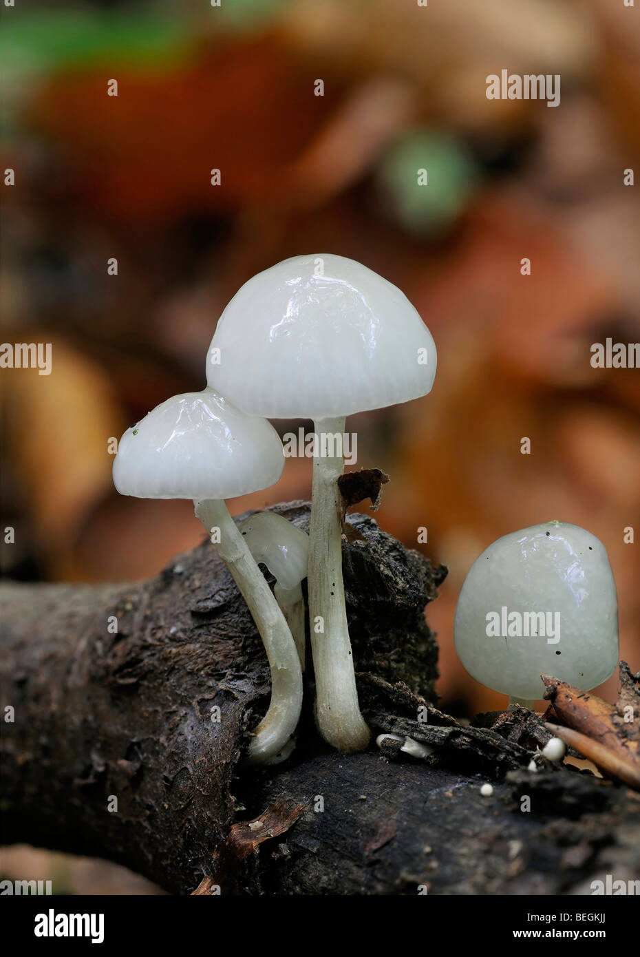 Porcelain Fungus - Oudemansiella mucida on beech twig Stock Photo - Alamy