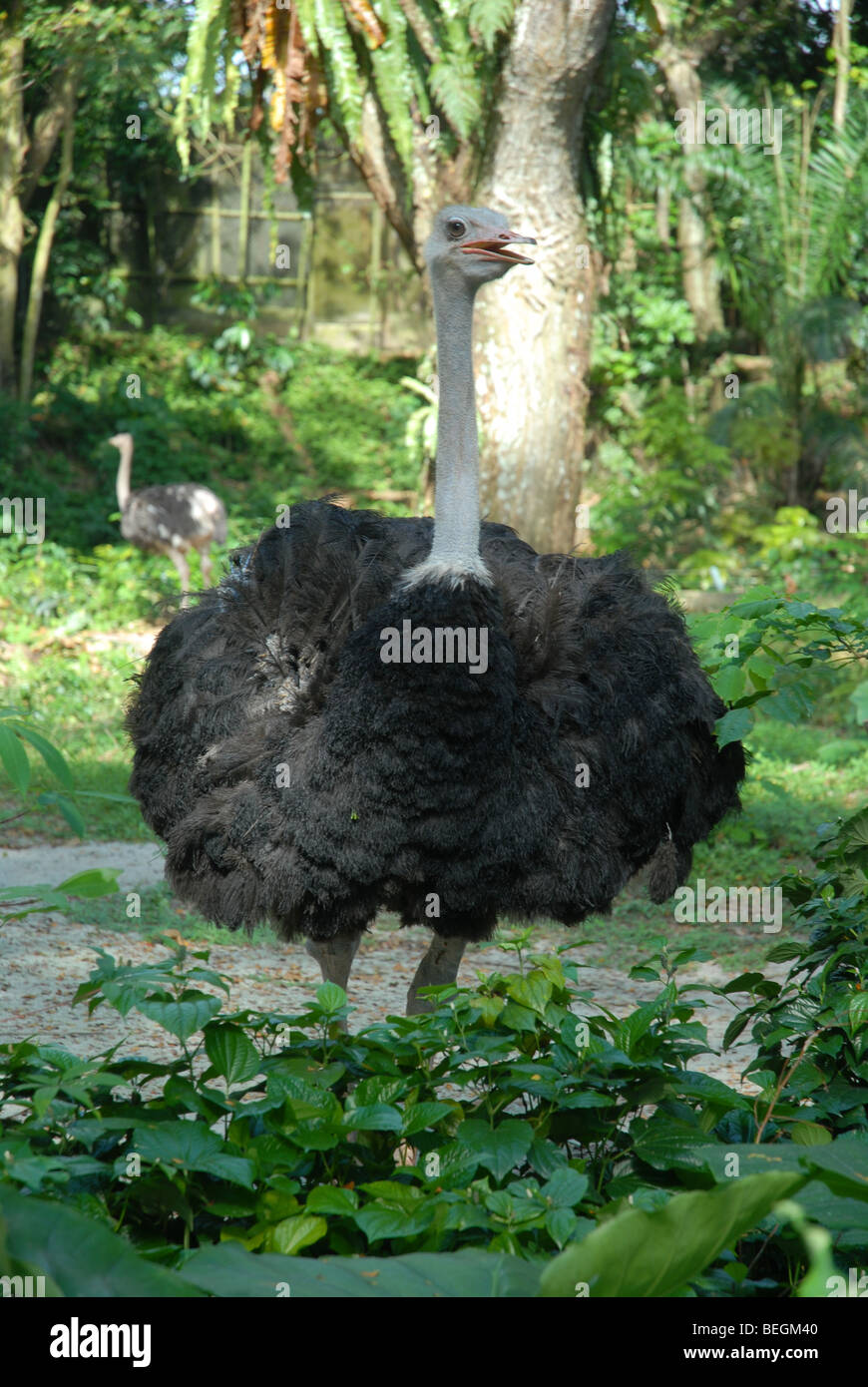 Ostrich in an enclosure hi-res stock photography and images - Alamy
