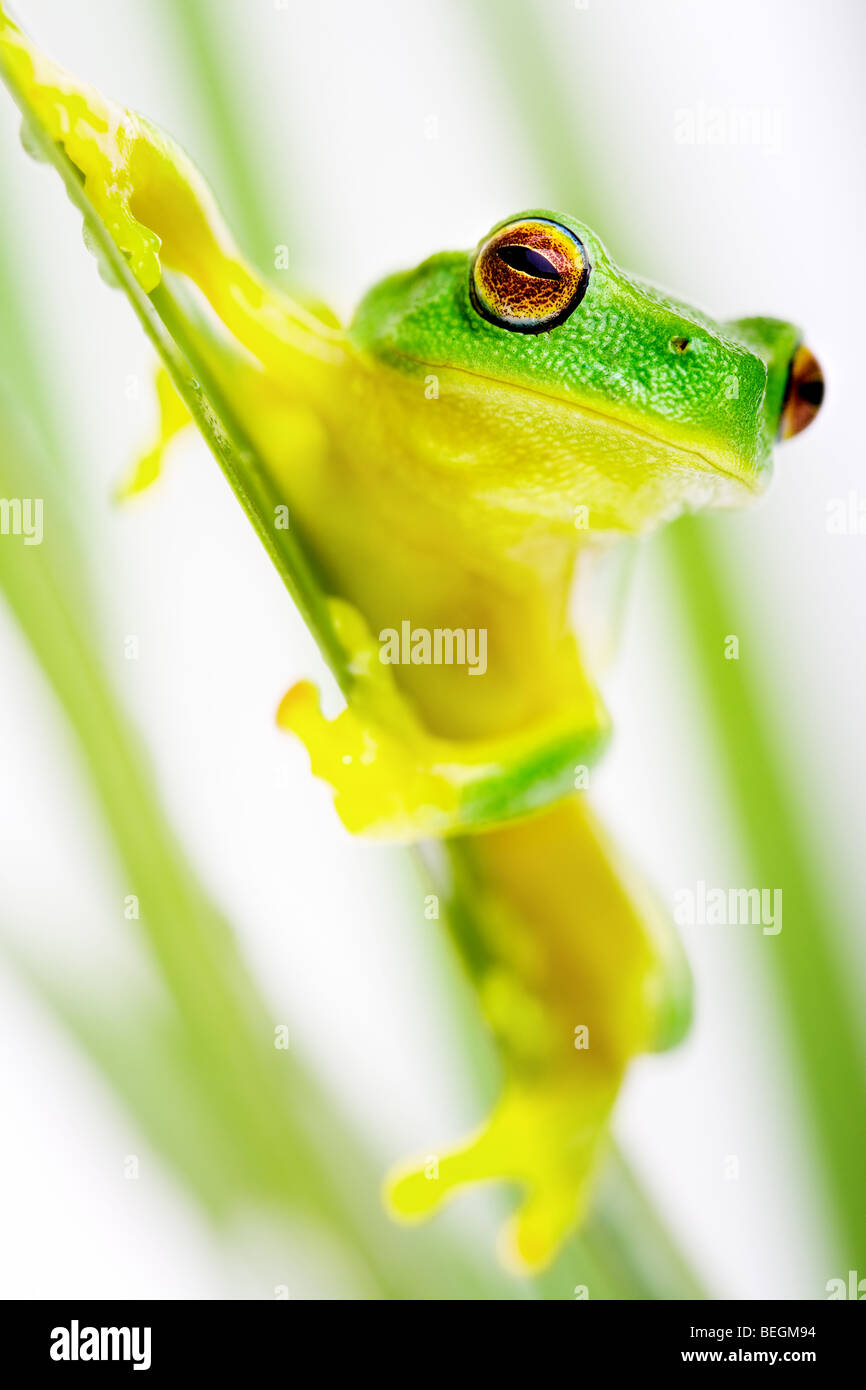 Small green tree frog sitting on grass blade Stock Photo - Alamy