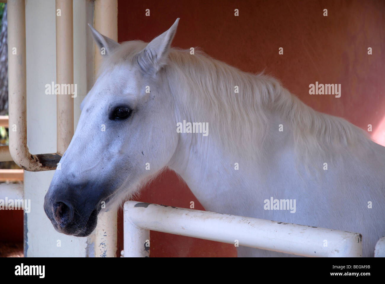 white horse in stable, Singapore Zoo, Singapore Stock Photo - Alamy