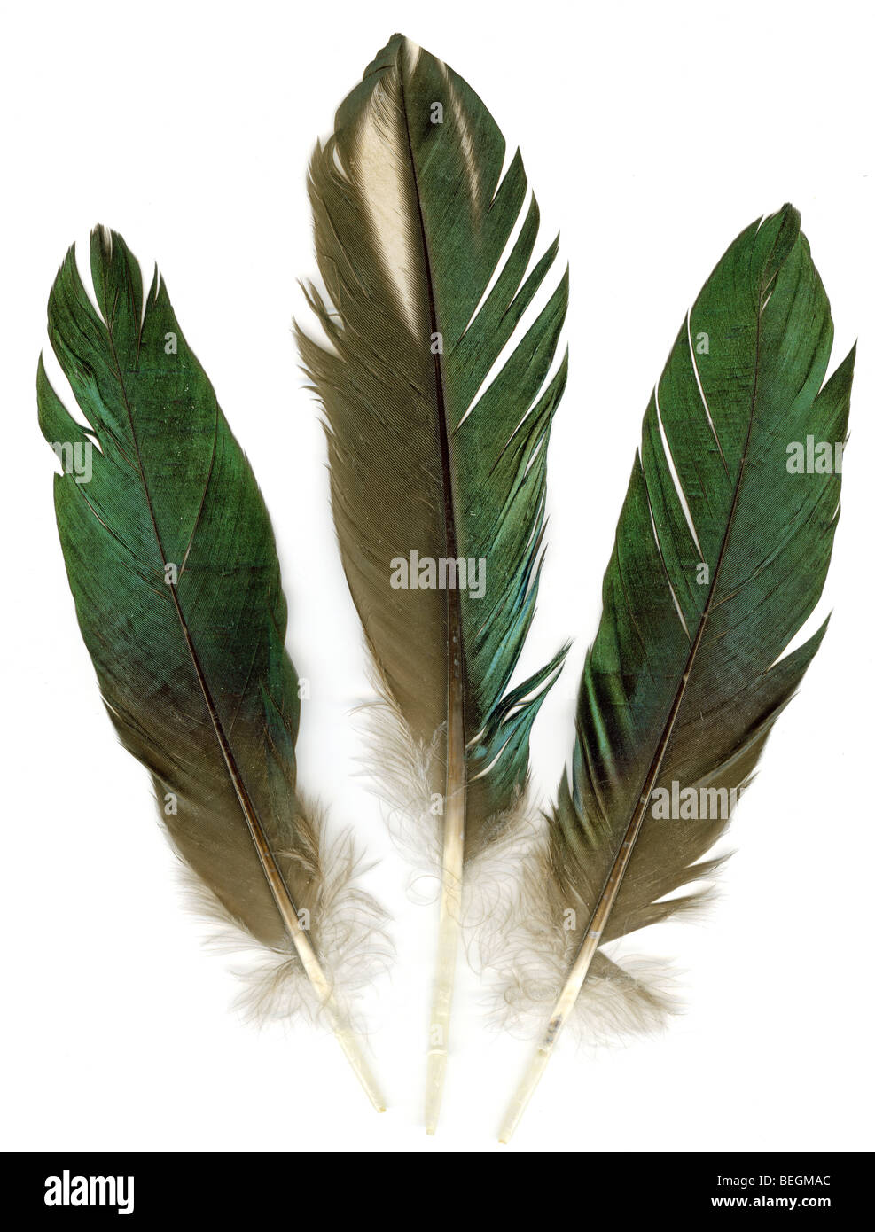 Three raven feathers on white background Stock Photo - Alamy