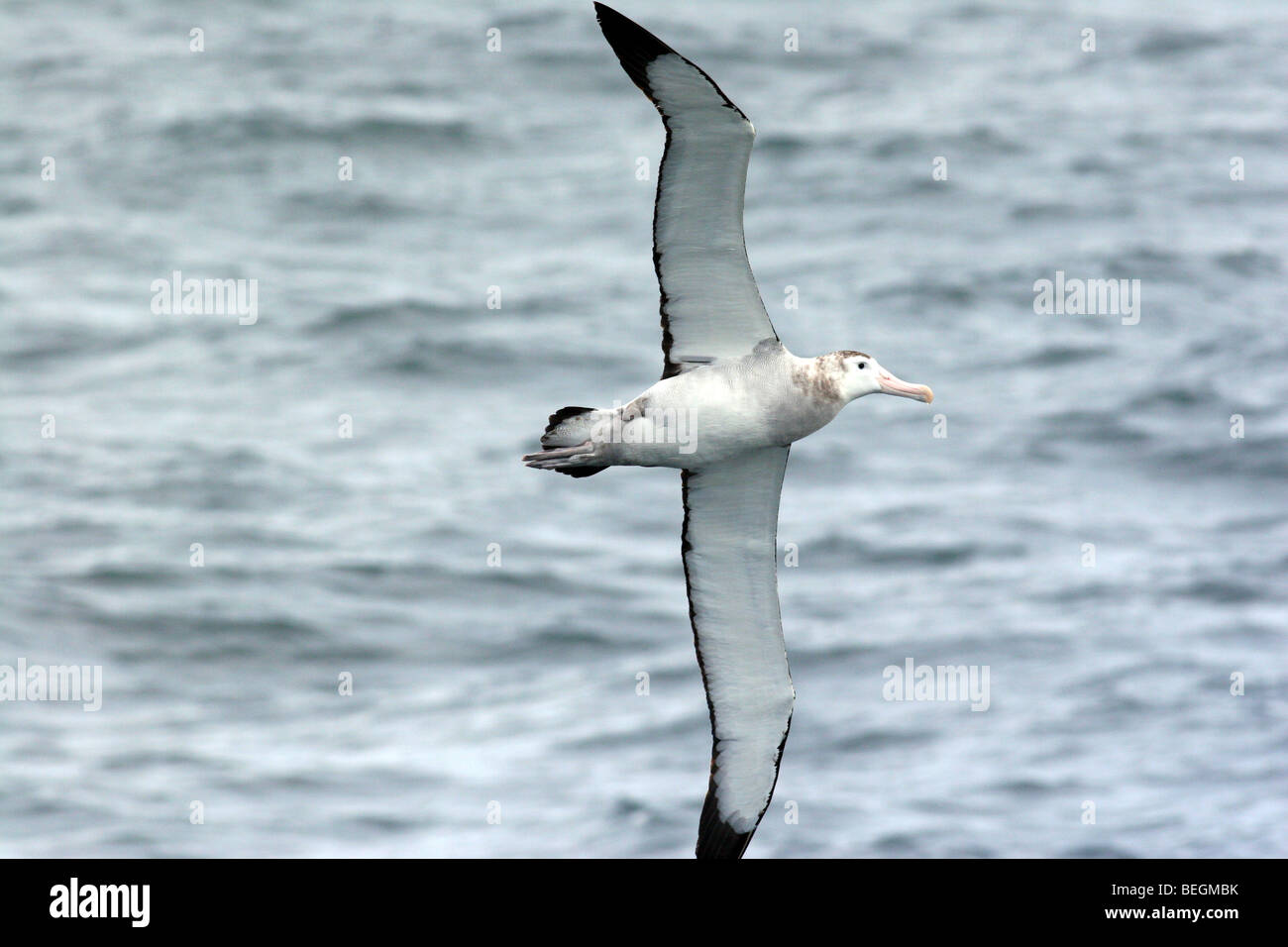 Ship albatross hi-res stock photography and images - Alamy