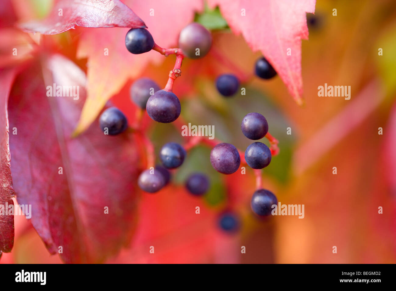 Blue vines hi-res stock photography and images - Alamy